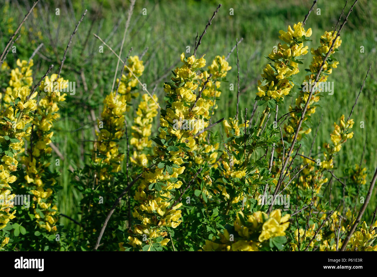Common broom tree cytisus scoparius hi-res stock photography and images ...