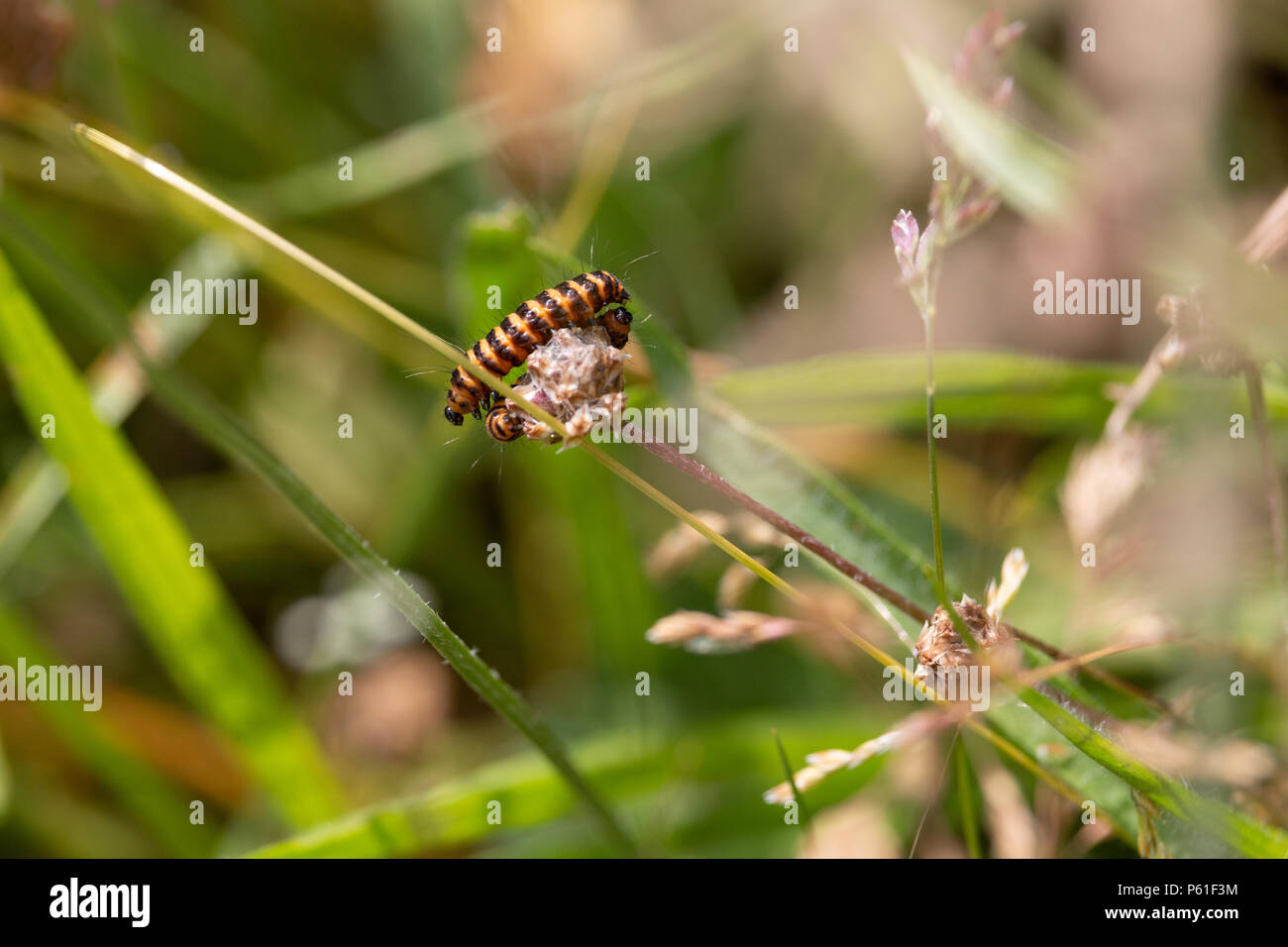 Orange and black caterpillars hi-res stock photography and images - Alamy
