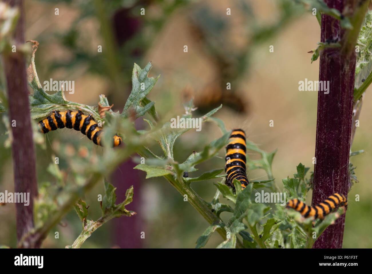 Caterpillars in nature hi-res stock photography and images - Alamy