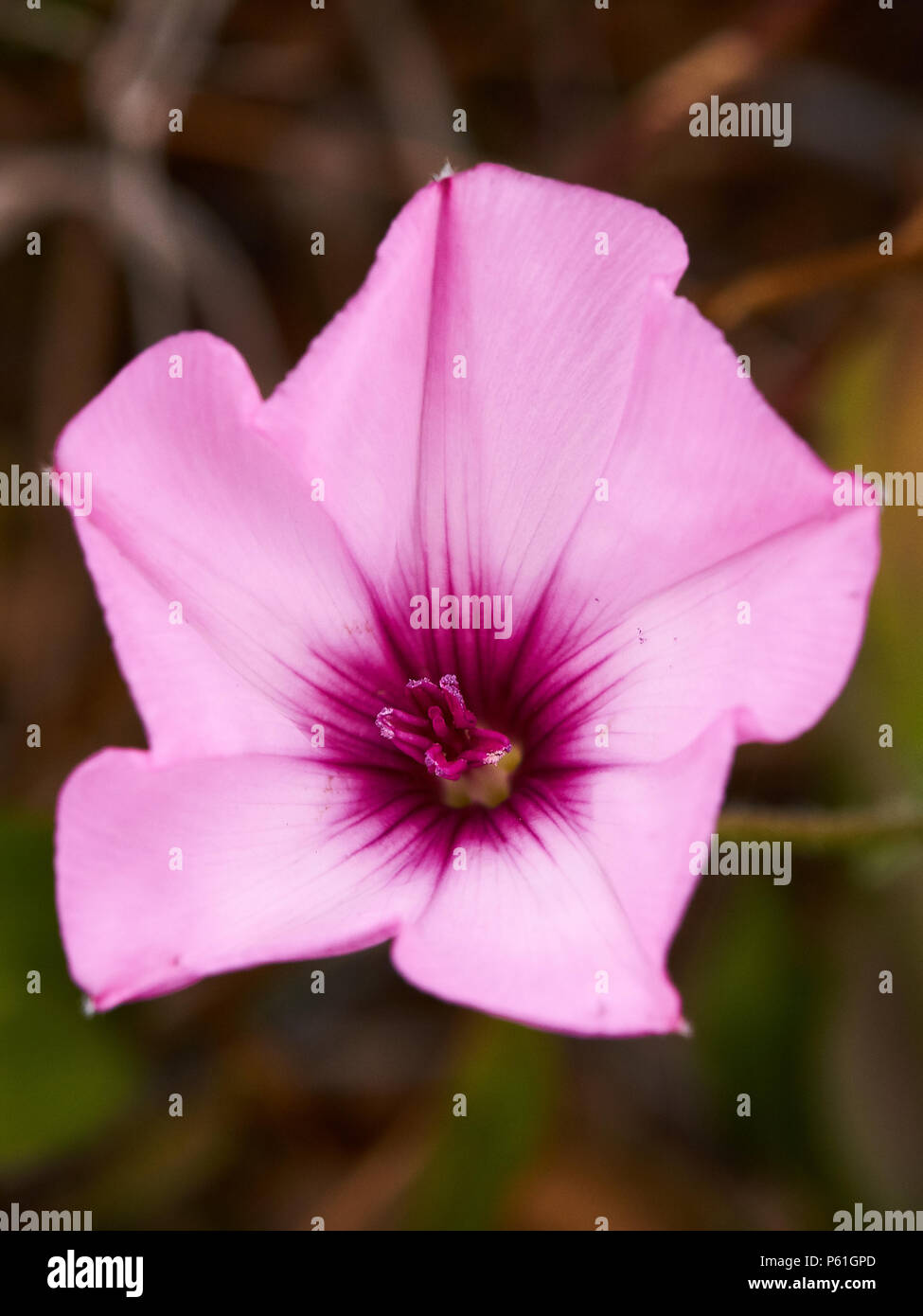 Convolvulus convolvulaceae hi-res stock photography and images - Alamy