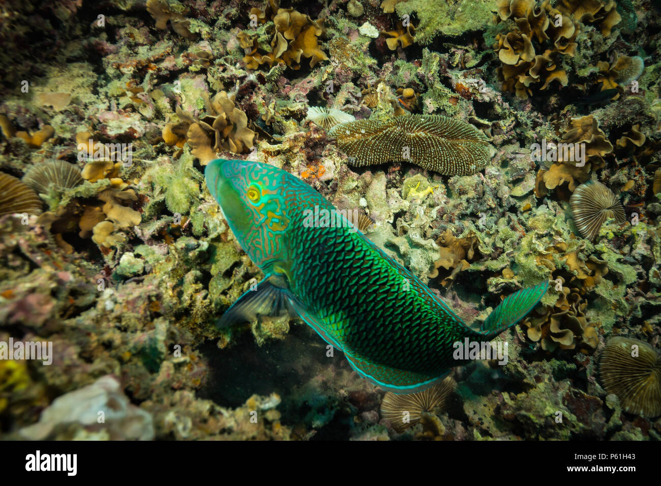 Green fin parrot fish hi-res stock photography and images - Alamy