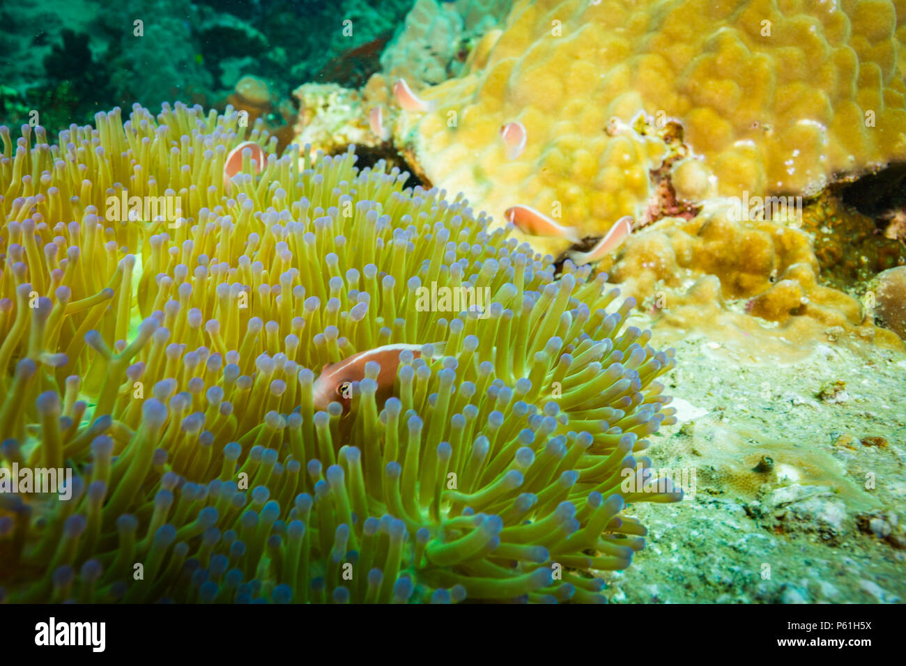 Anemone on coral reef of Koh Tao Stock Photo - Alamy