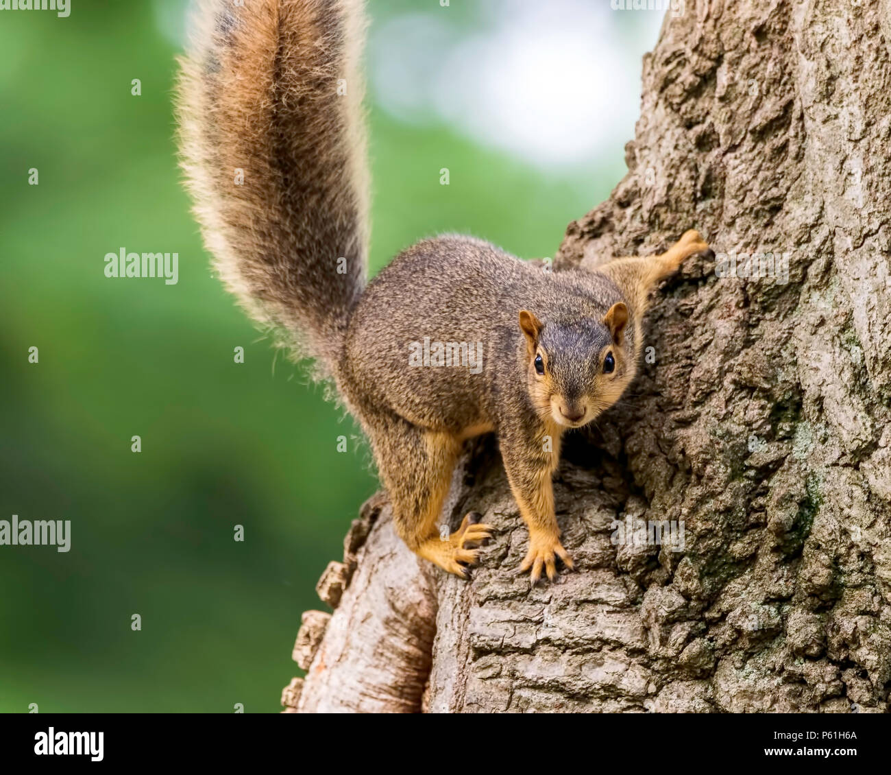 Stare down hi-res stock photography and images - Alamy