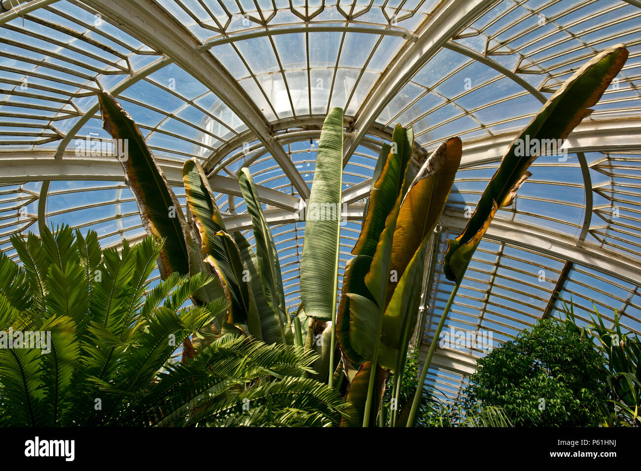 Tropical palm house at the royal botanic gardens hi-res stock ...