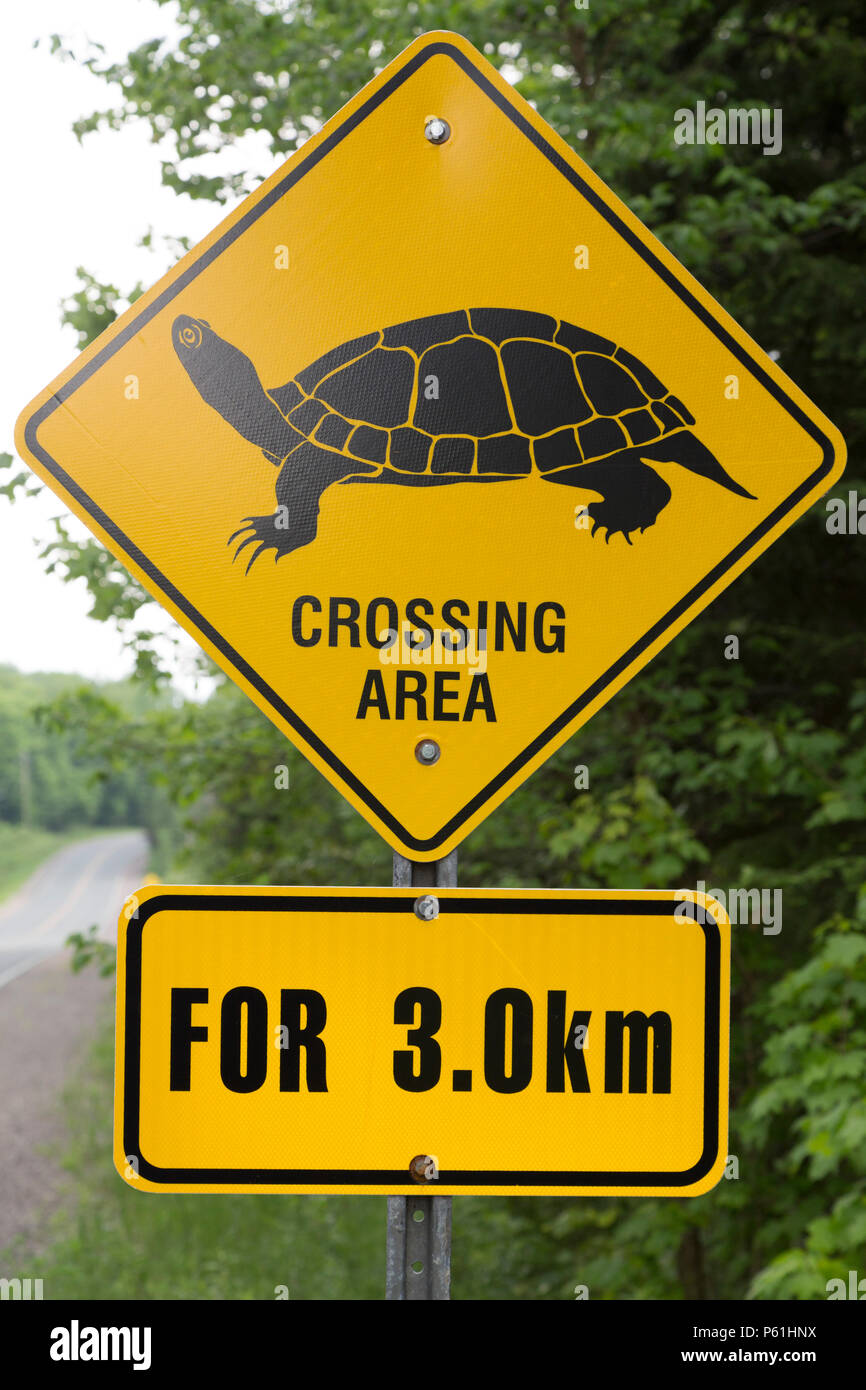 Snapping Turtles Stock Photos & Snapping Turtles Stock Images - Alamy