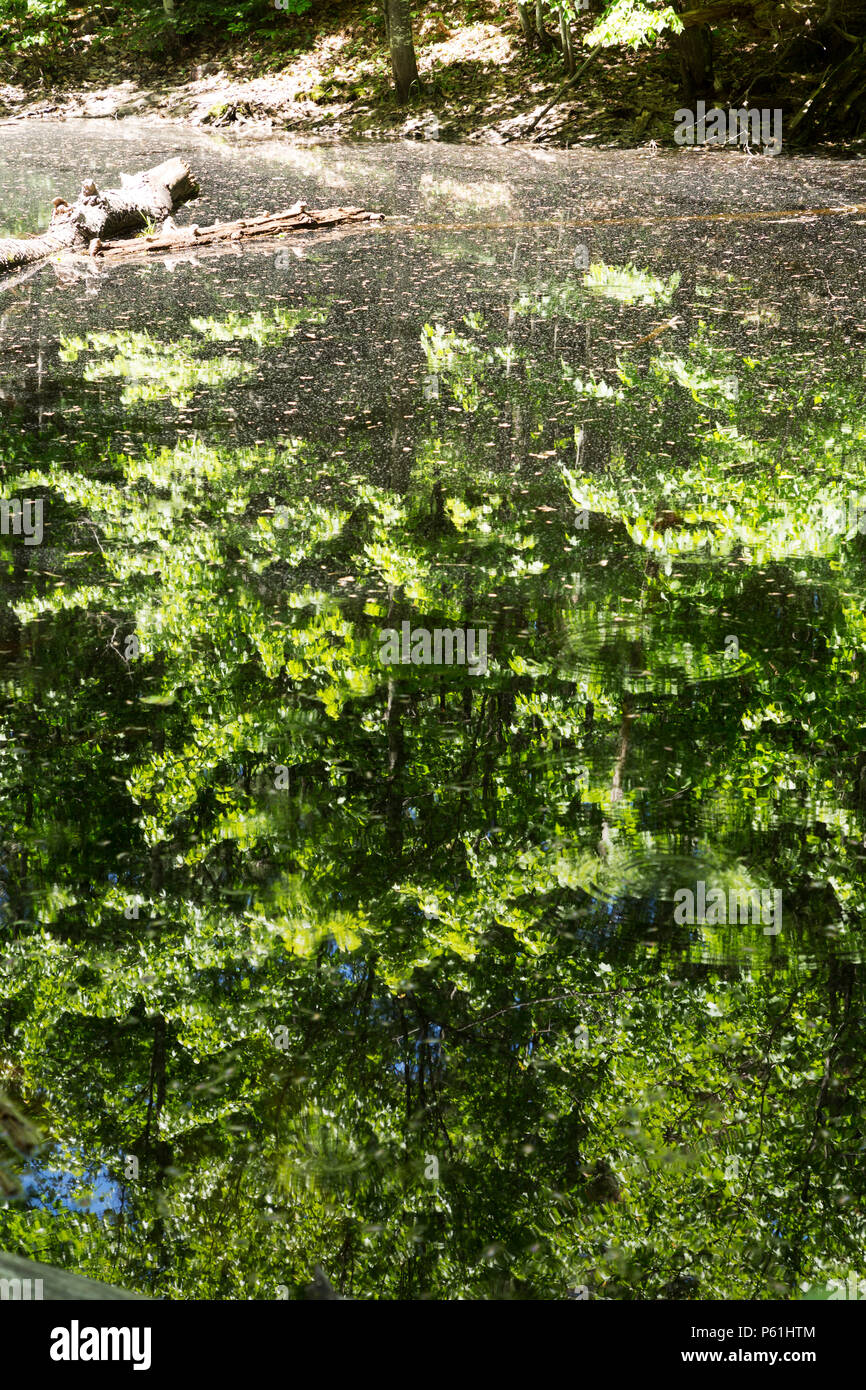 Stagnant water in a pool at Bon Echo Provincial Park in Ontario, Canada ...