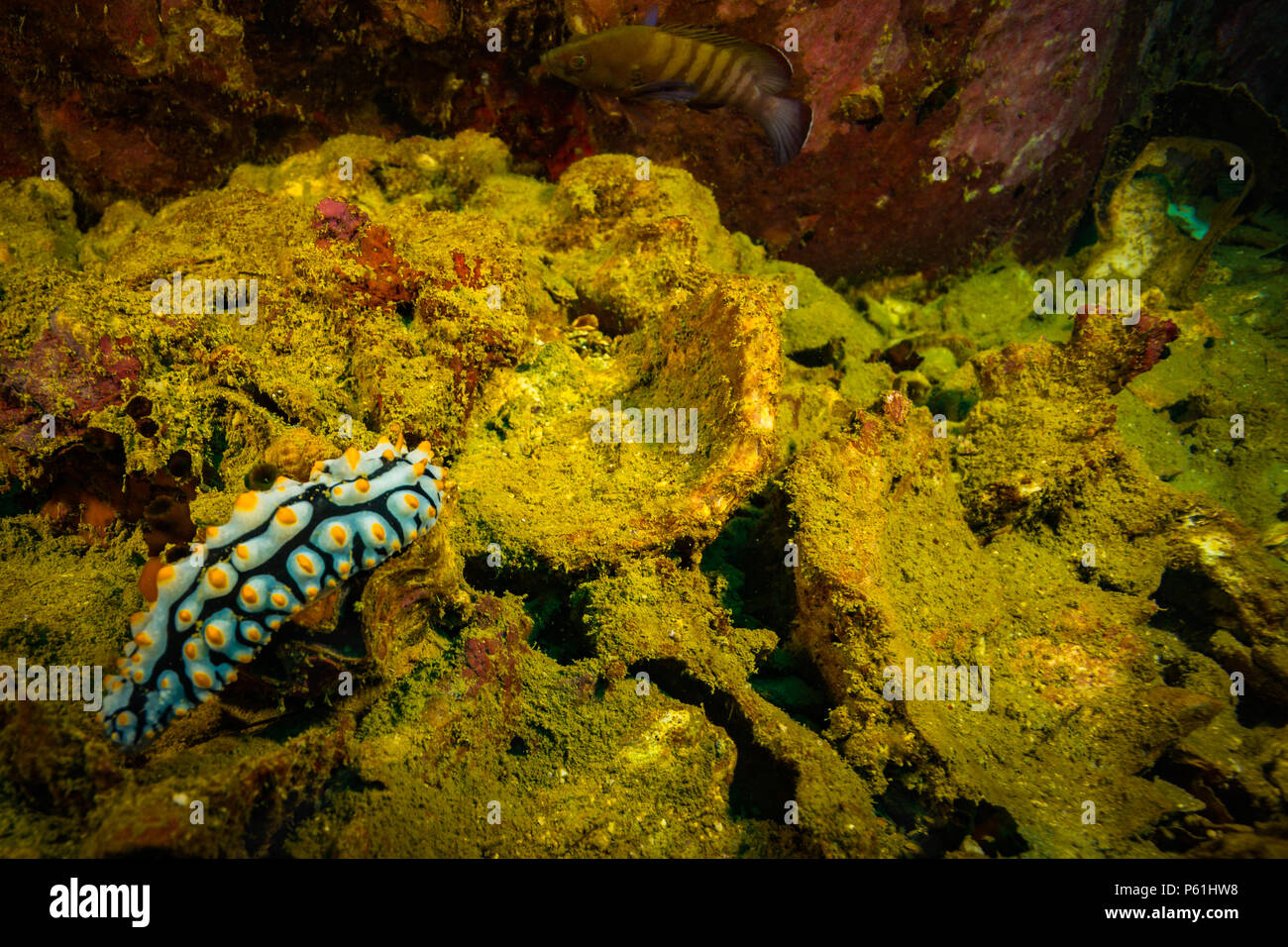 Nudibranch in a coral reef near Koh Tao Island Stock Photo - Alamy