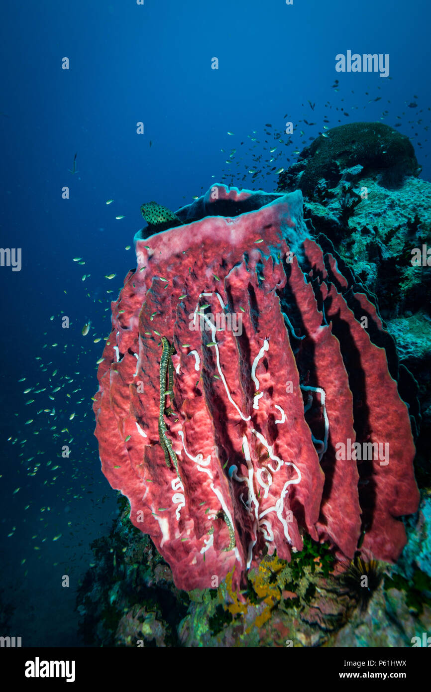 Sponge on the coral reef near the island of Tao Stock Photo - Alamy