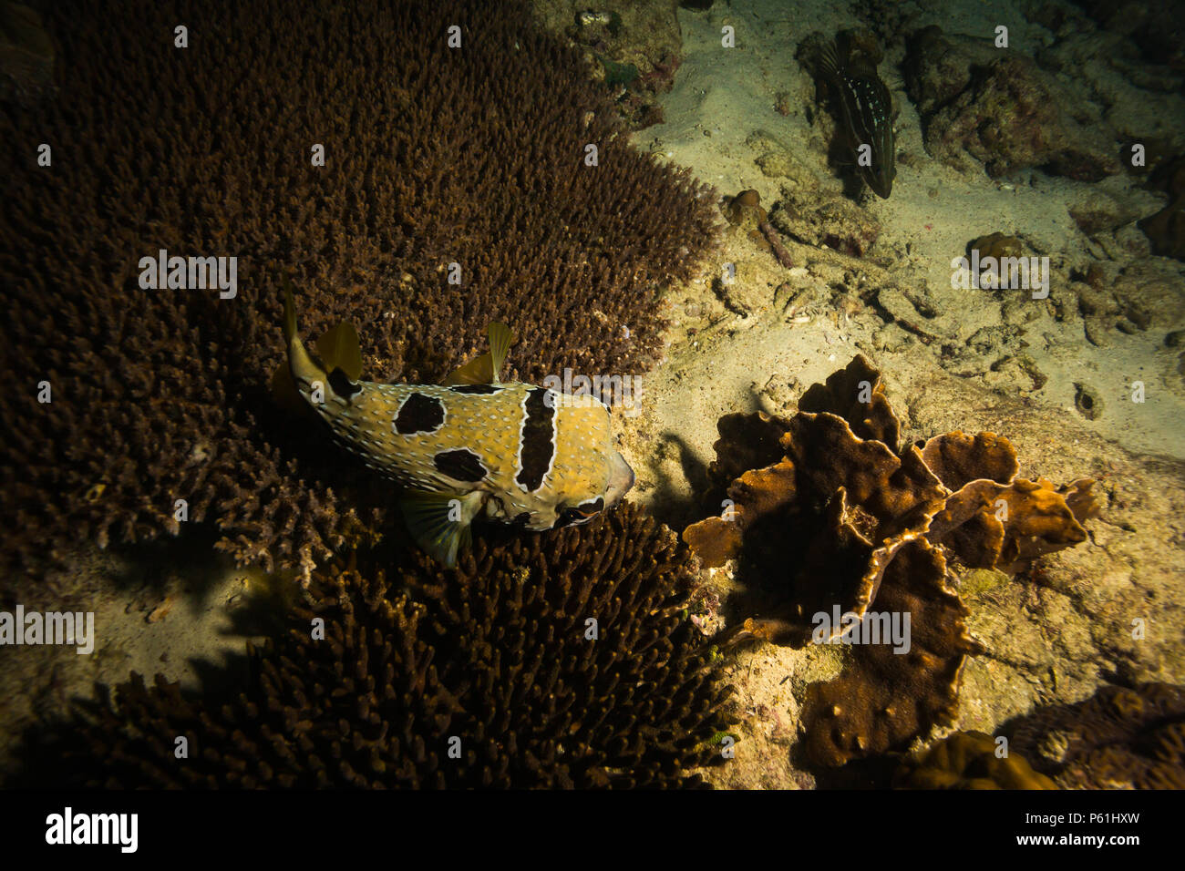 Pufferfish swimming on reef hi-res stock photography and images - Alamy