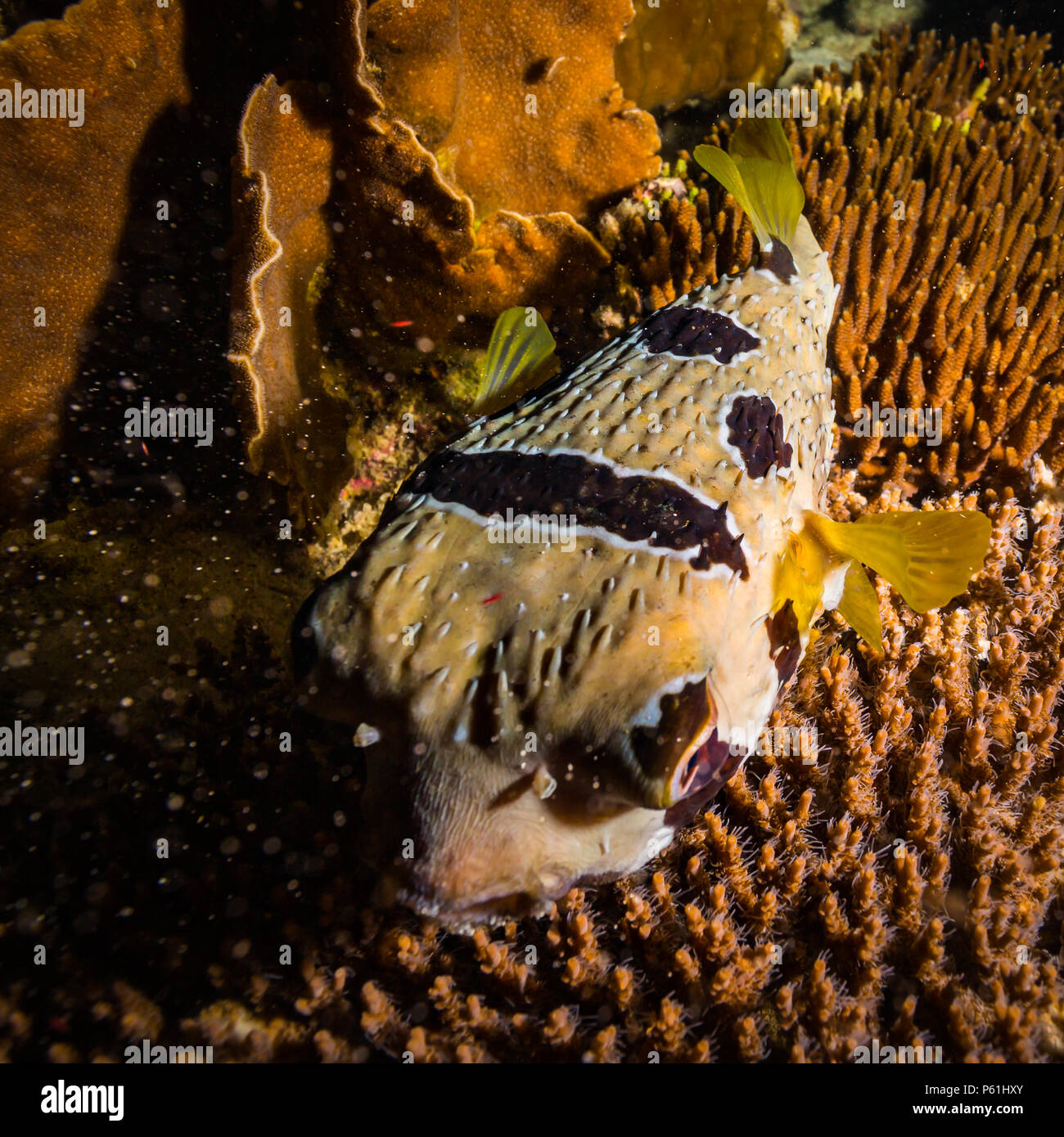 Puffer on the reaf of Koh Tao Stock Photo - Alamy