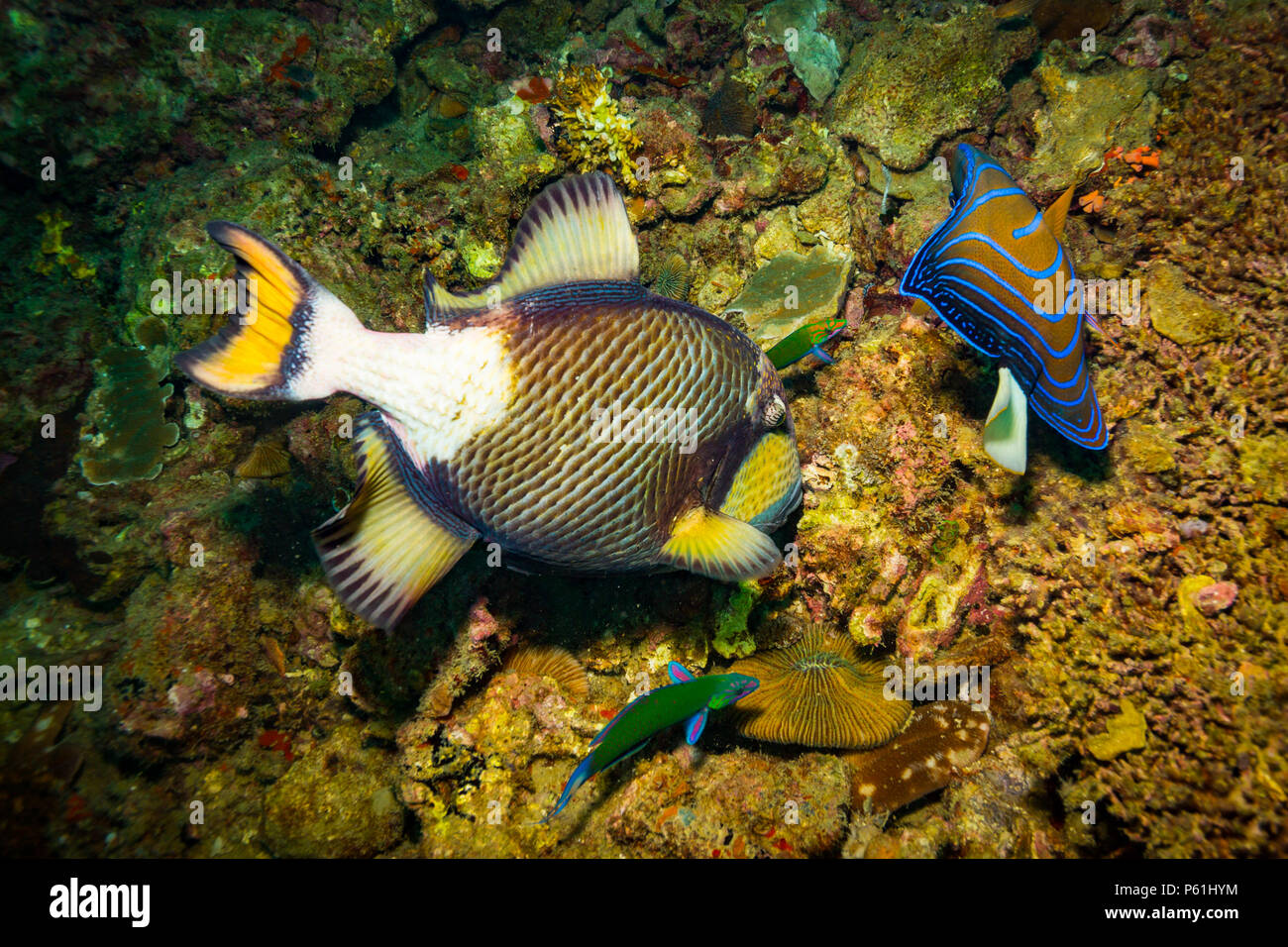 A big Triggerfish near island Koh Tao Stock Photo - Alamy