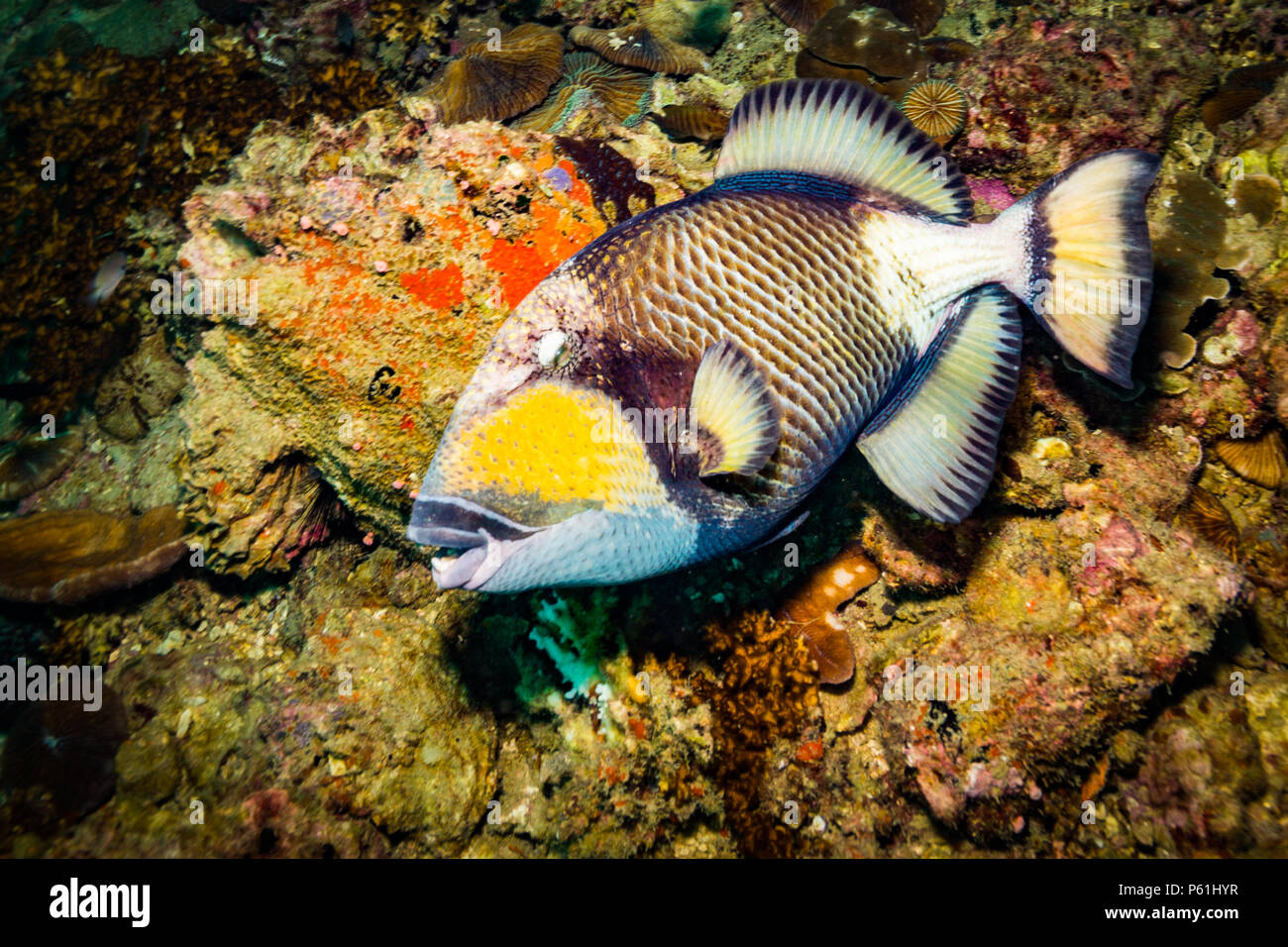 A big Triggerfish near island Koh Tao Stock Photo - Alamy