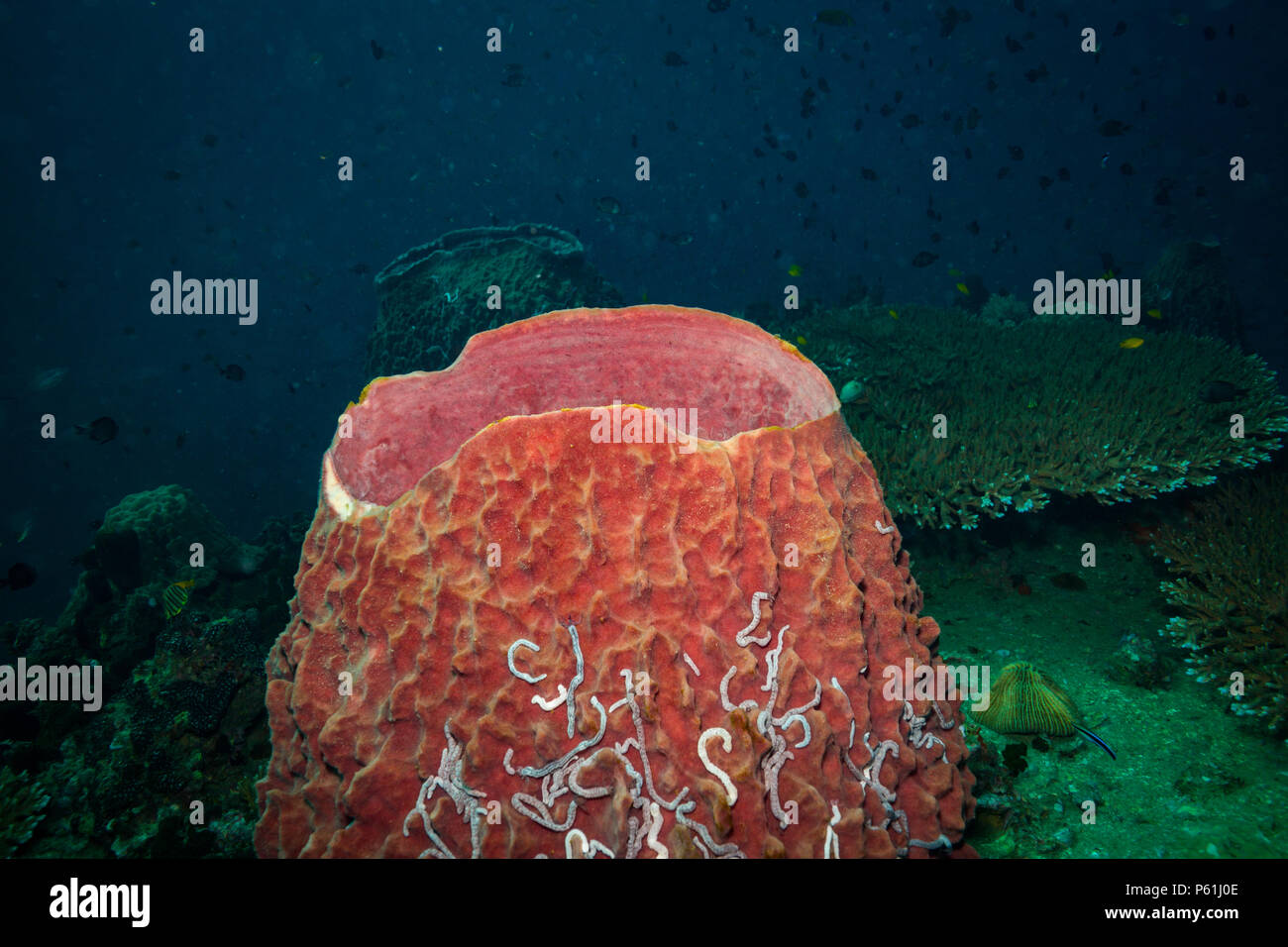 Sponge on the coral reef near the island of Tao Stock Photo - Alamy