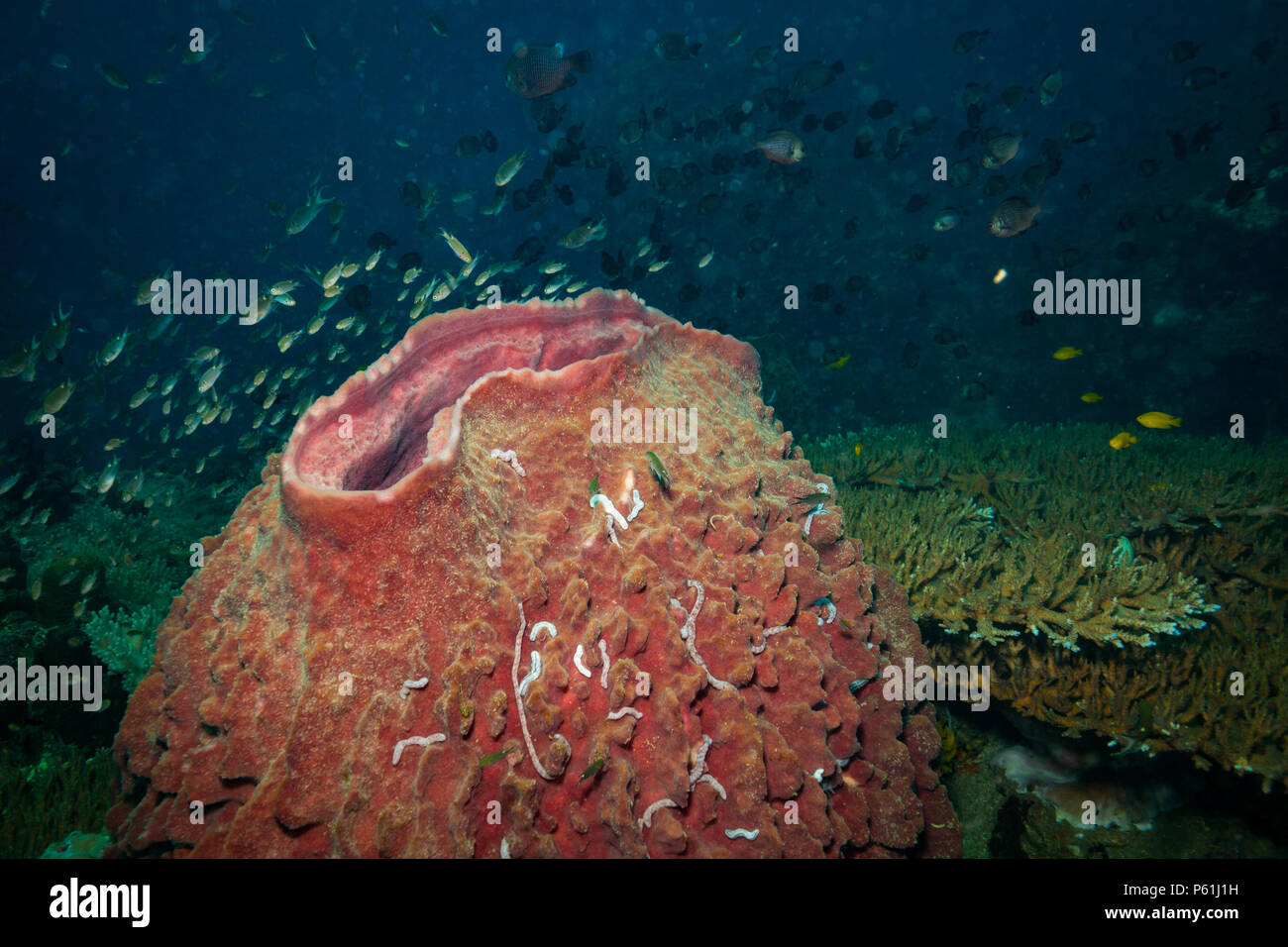 Sponge on the coral reef near the island of Tao Stock Photo - Alamy
