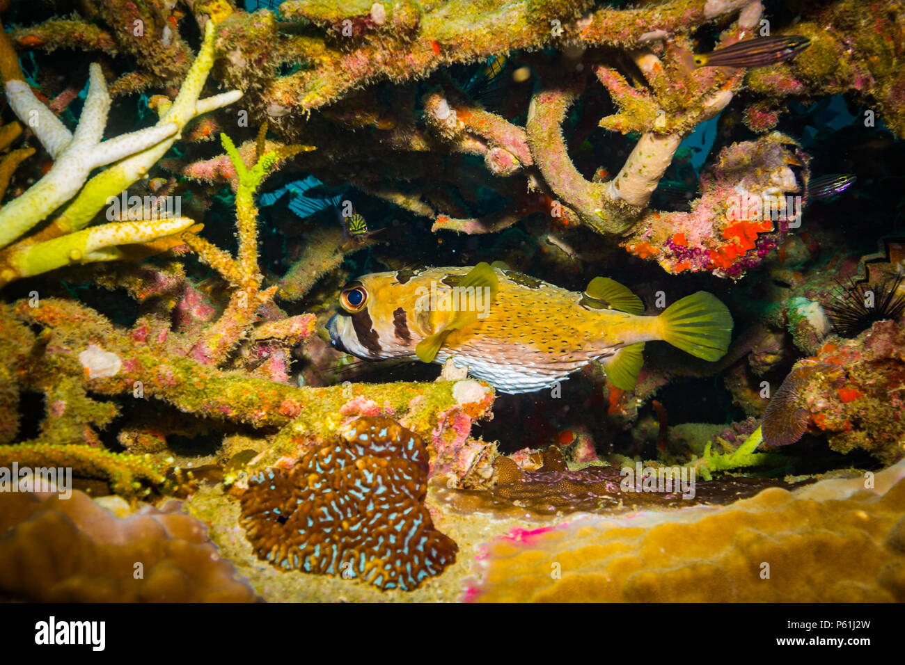 Pufferfish swimming on reef hi-res stock photography and images - Alamy