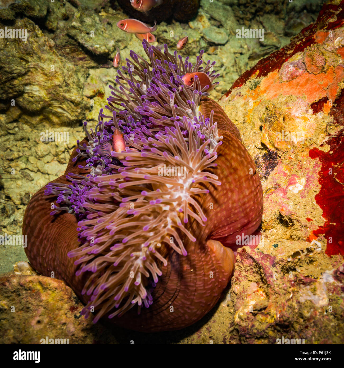 Anemone on coral reef of Koh Tao Stock Photo - Alamy
