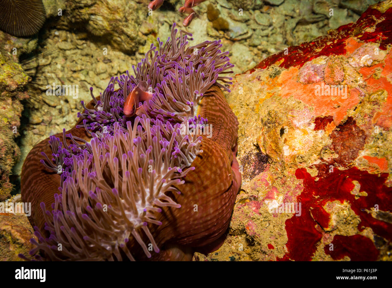 Anemone on coral reef of Koh Tao Stock Photo - Alamy