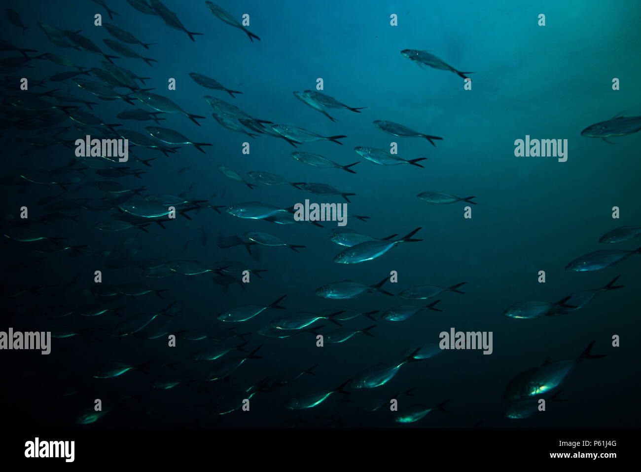 A school of milkfishes on Koh Tao Stock Photo - Alamy