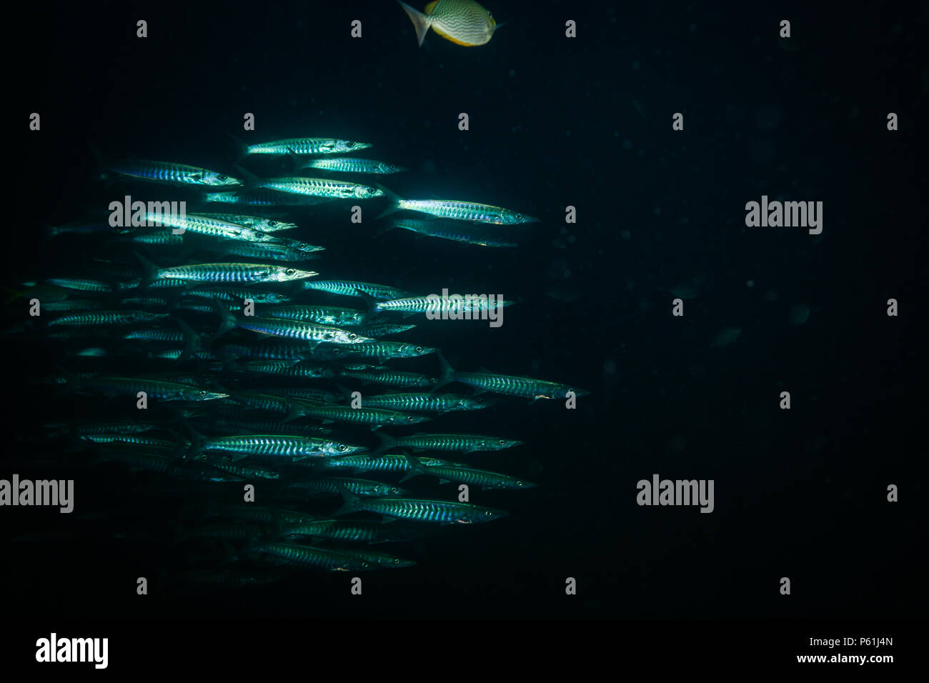 Striped barracudas hi-res stock photography and images - Alamy