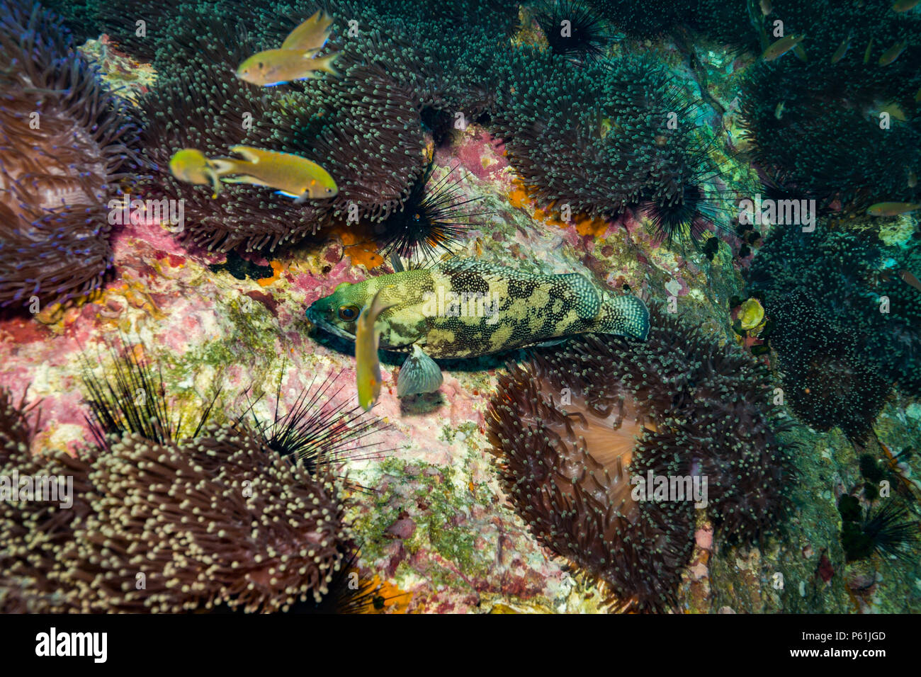 Malabar grouper near Koh Tao island Stock Photo - Alamy