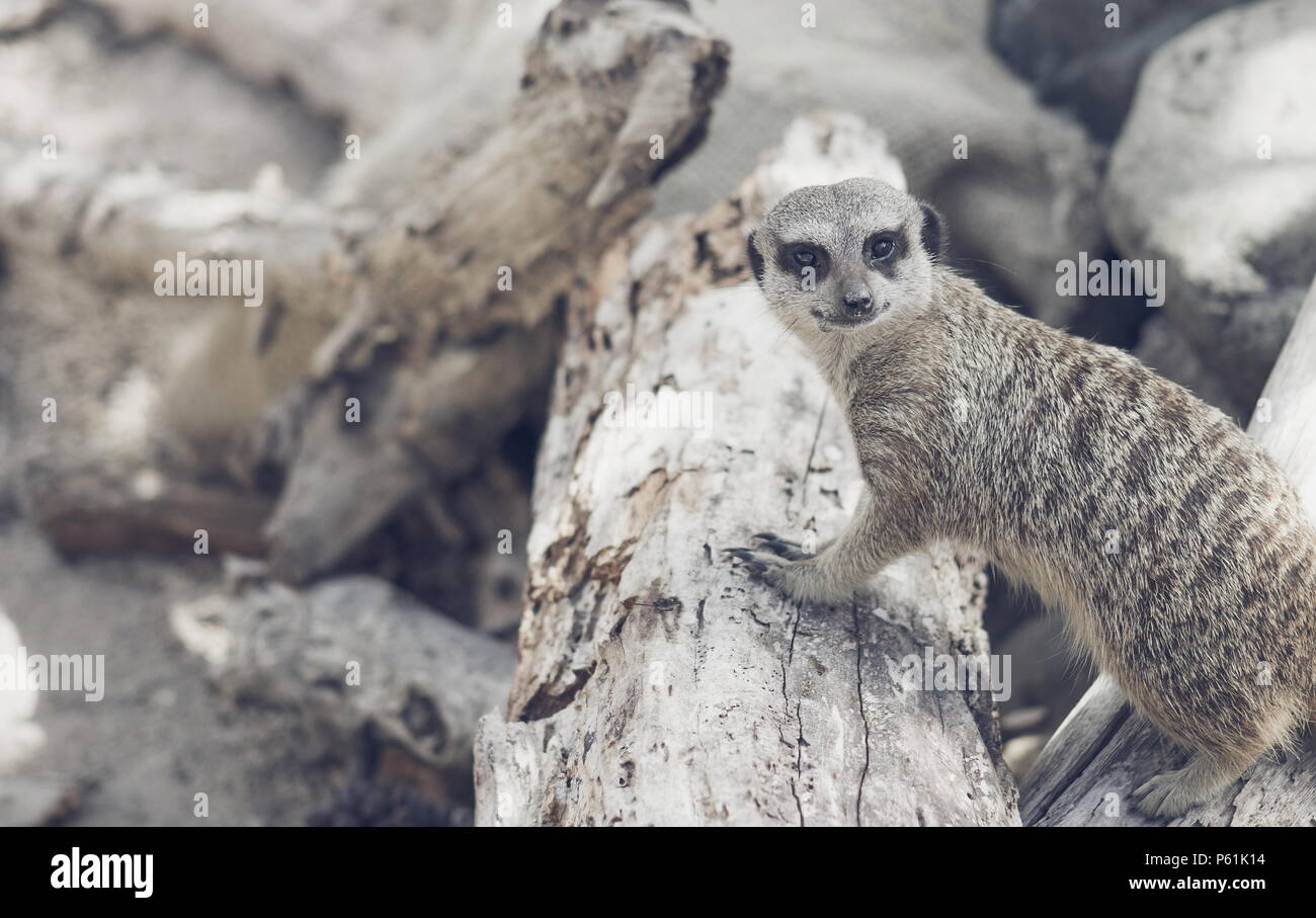 Member of mongoose family hi-res stock photography and images - Alamy