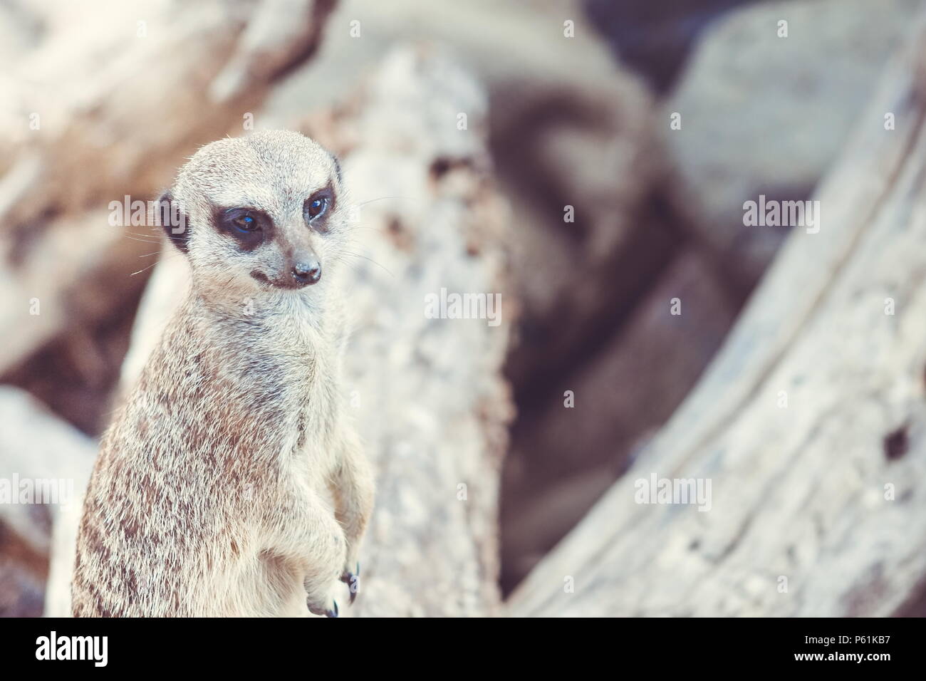 The meerkat or suricate is a small carnivoran belonging to the mongoose ...