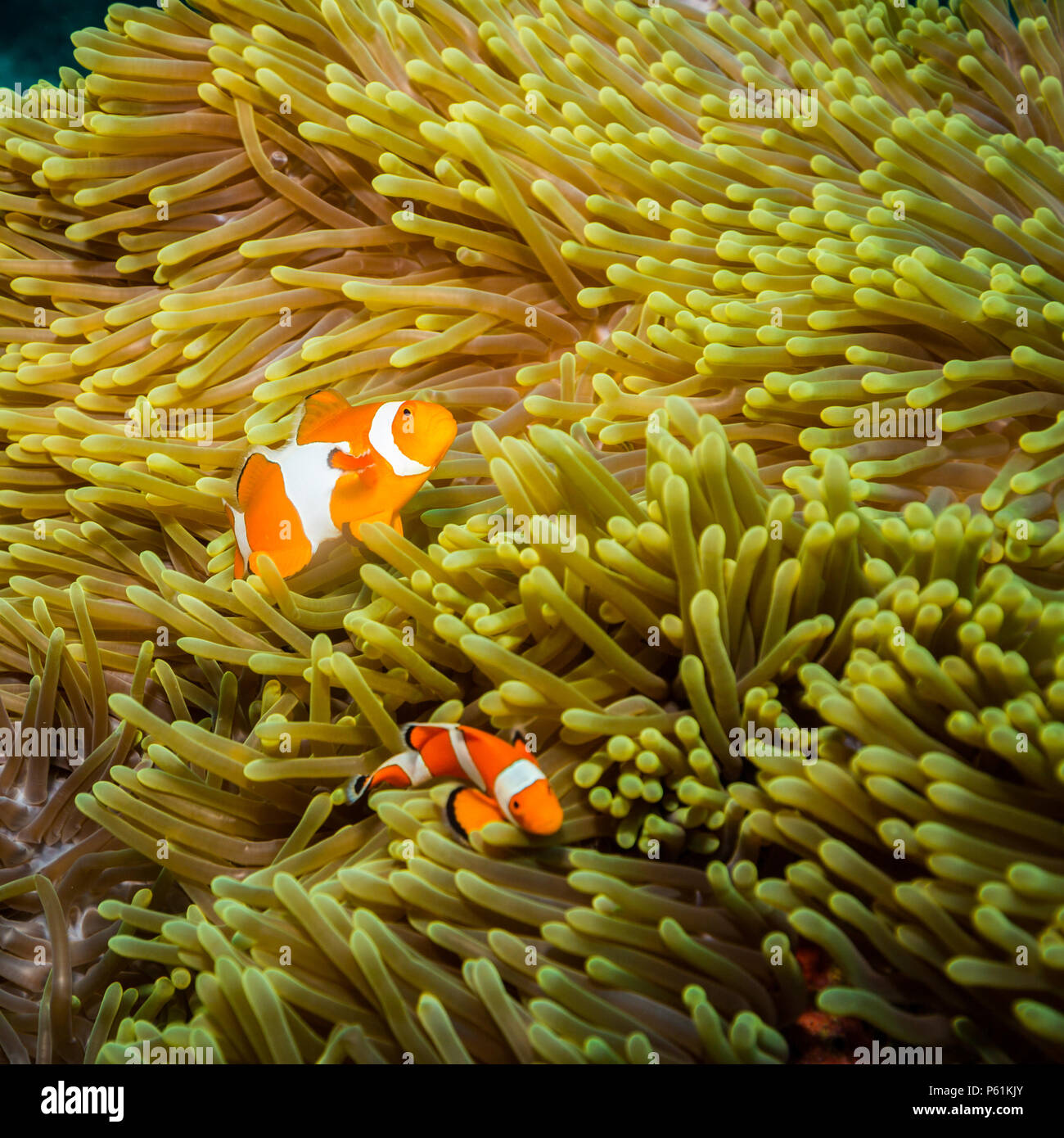 Red clownfish hiding in sea anemone hi-res stock photography and images ...