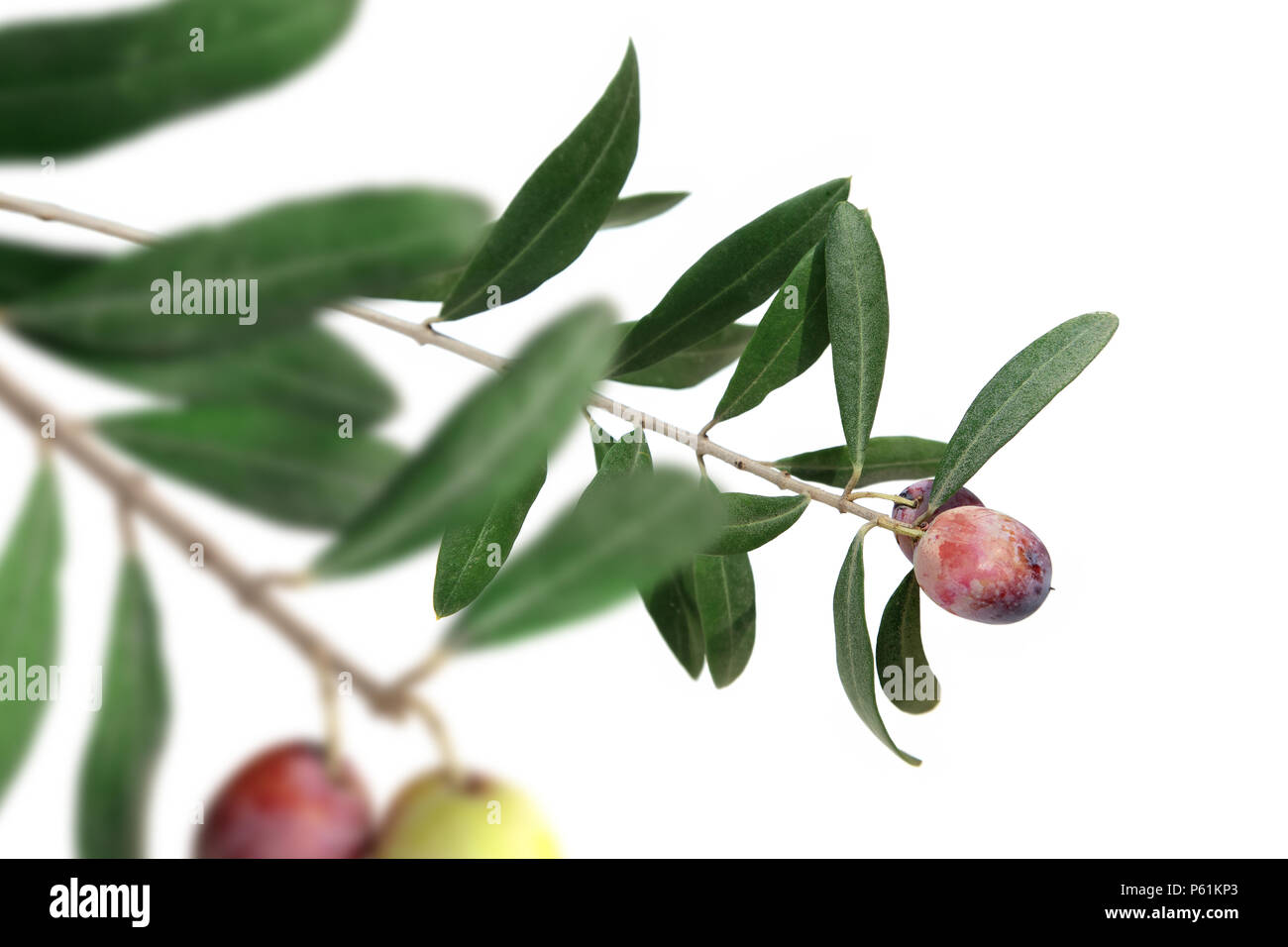 close up shot of an olive tree Stock Photo - Alamy
