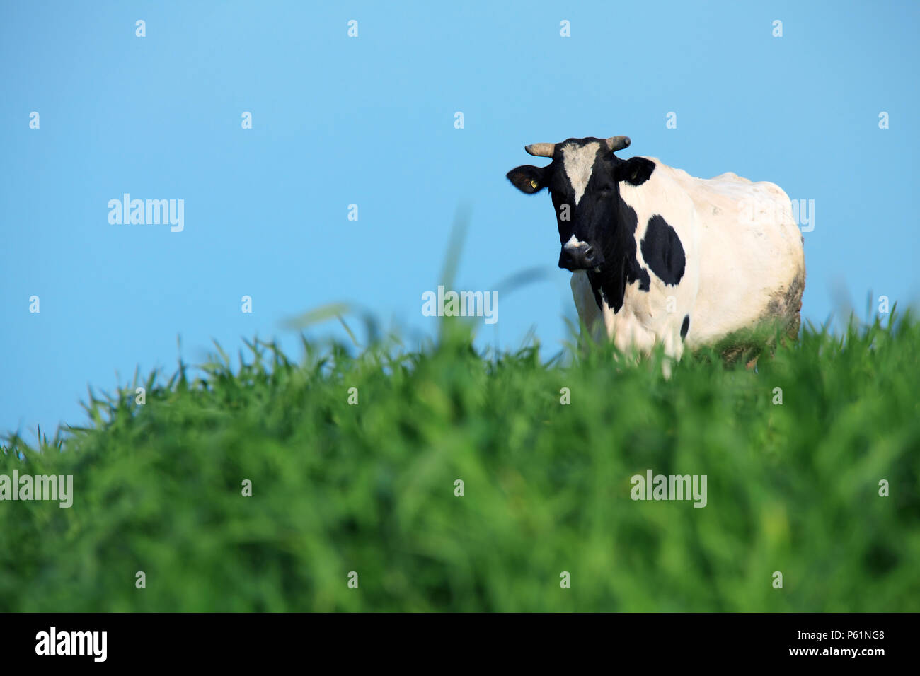 an image of a single cow on the grass Stock Photo - Alamy