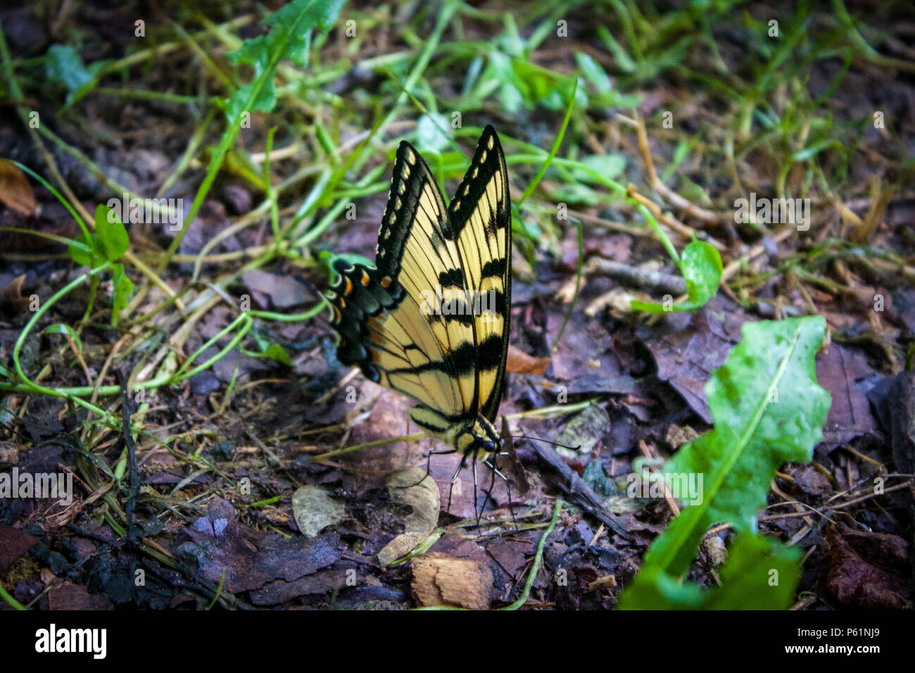 Yellow Monarch Butterfly Stock Photo - Alamy
