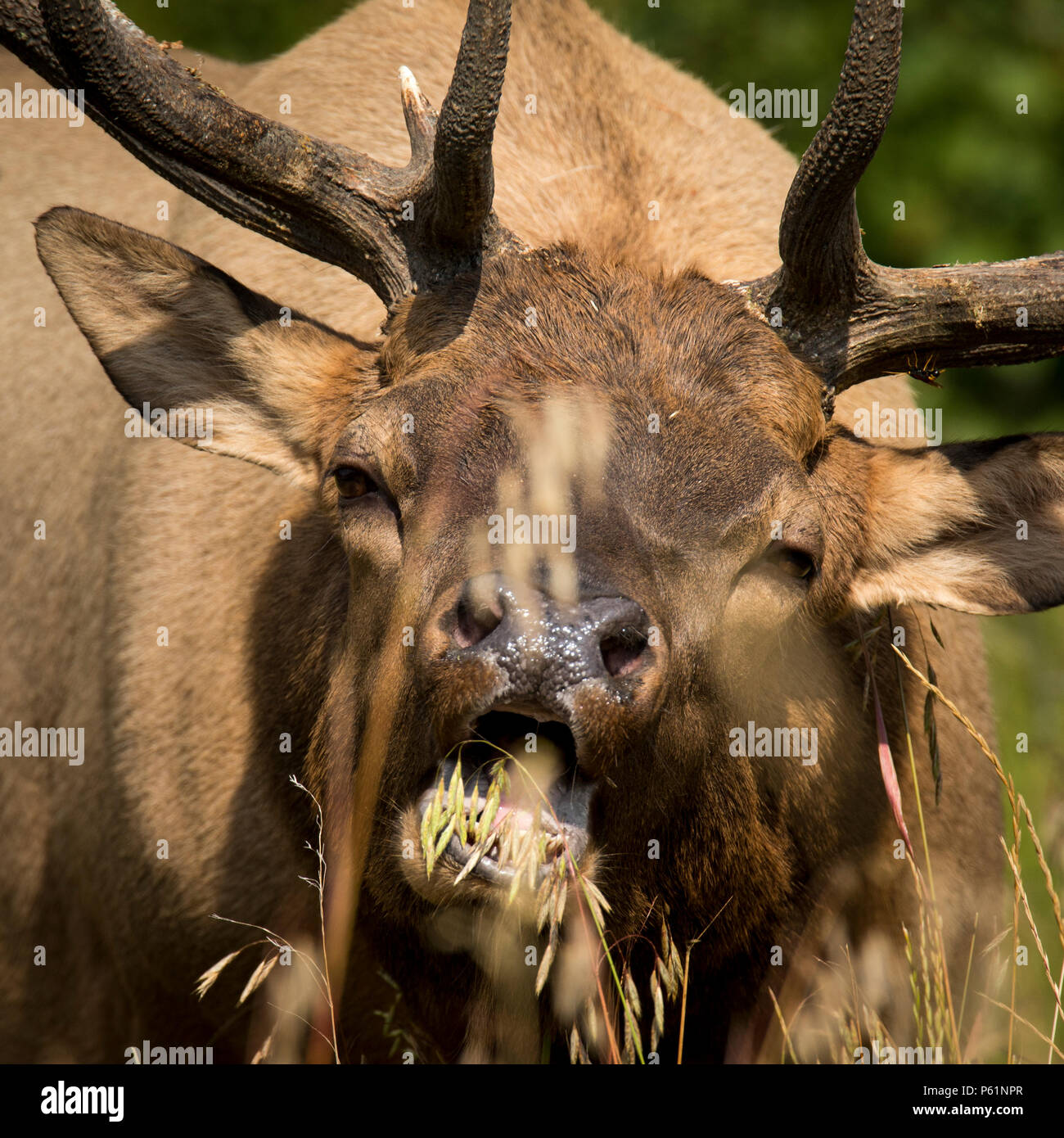 Bull elk in rocky mountain hi-res stock photography and images - Alamy
