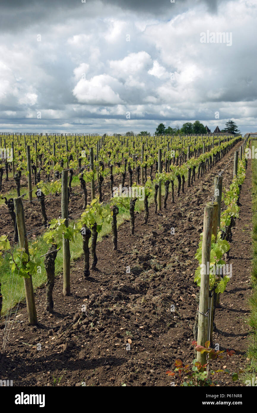 Bordeaux winery view Stock Photo - Alamy