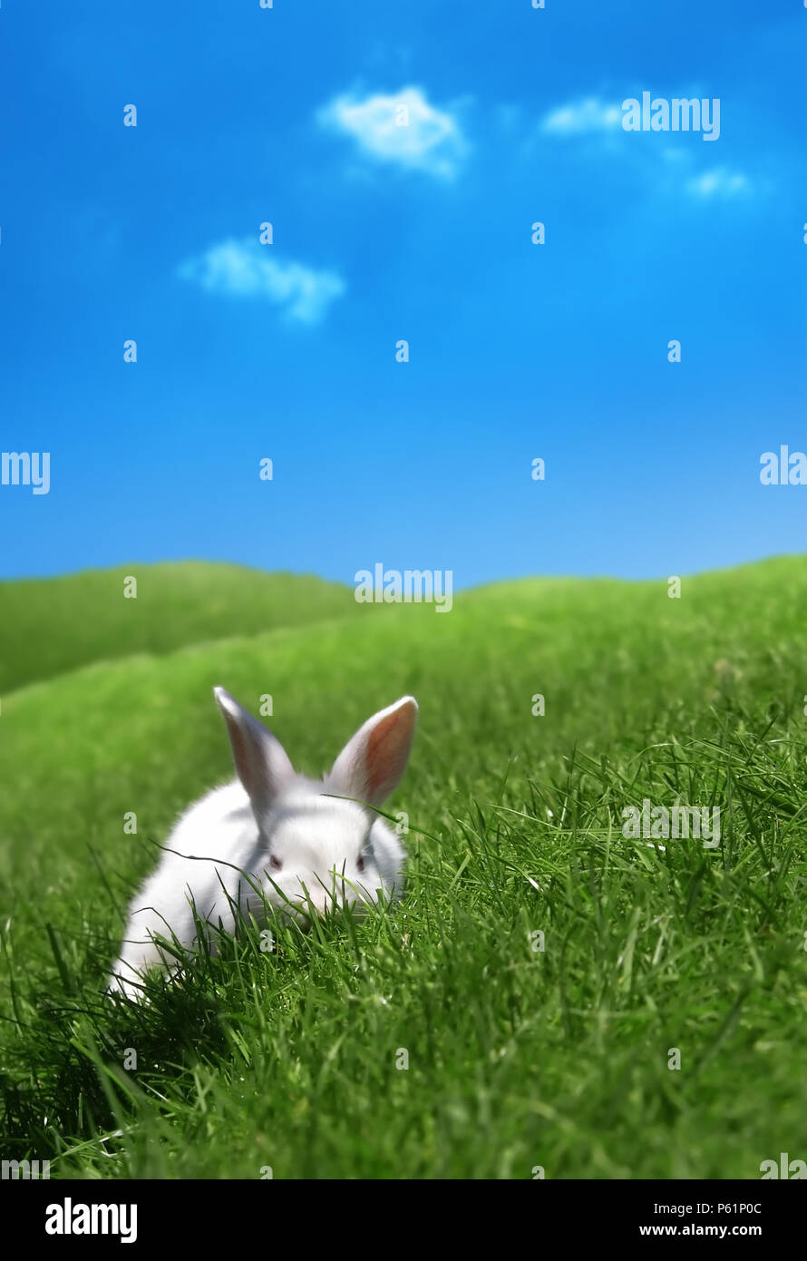 Full rabbit body hi-res stock photography and images - Alamy