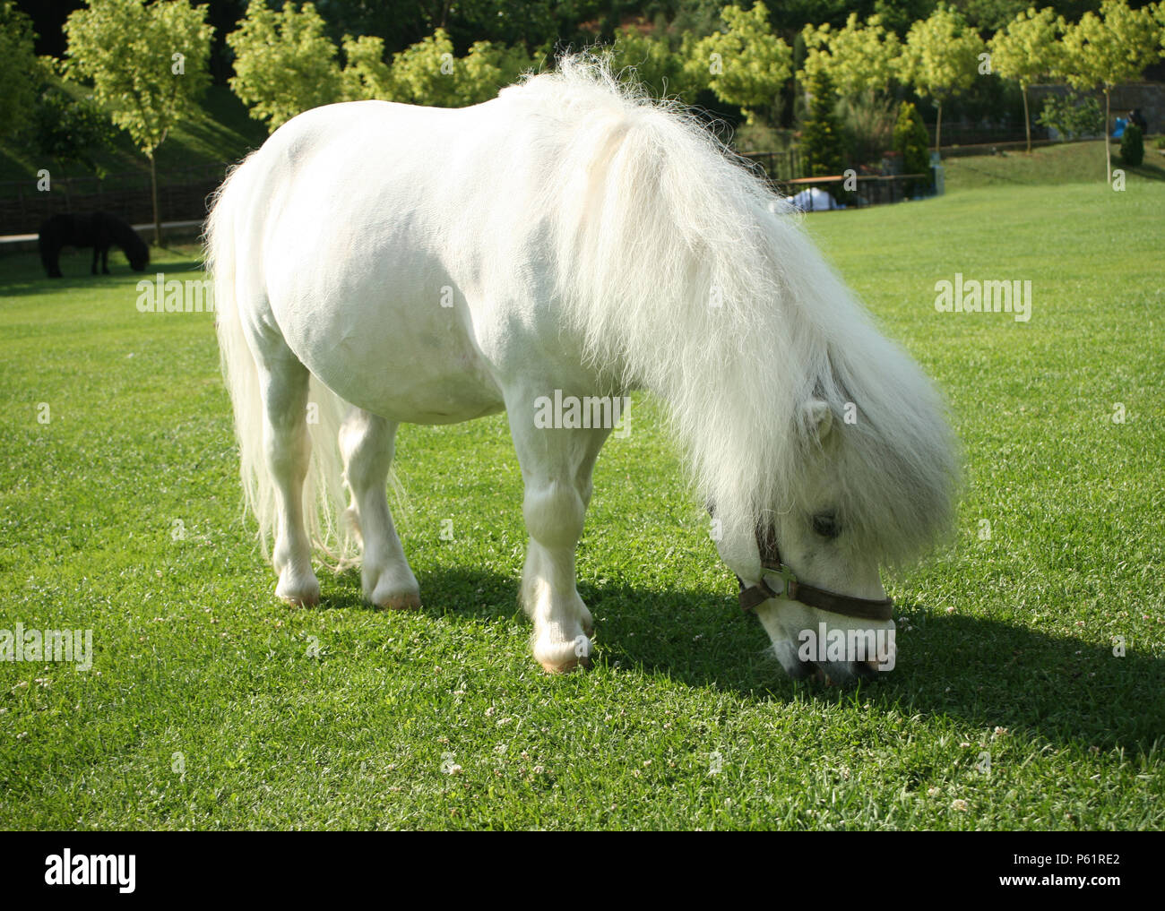 White ponies hi-res stock photography and images - Alamy