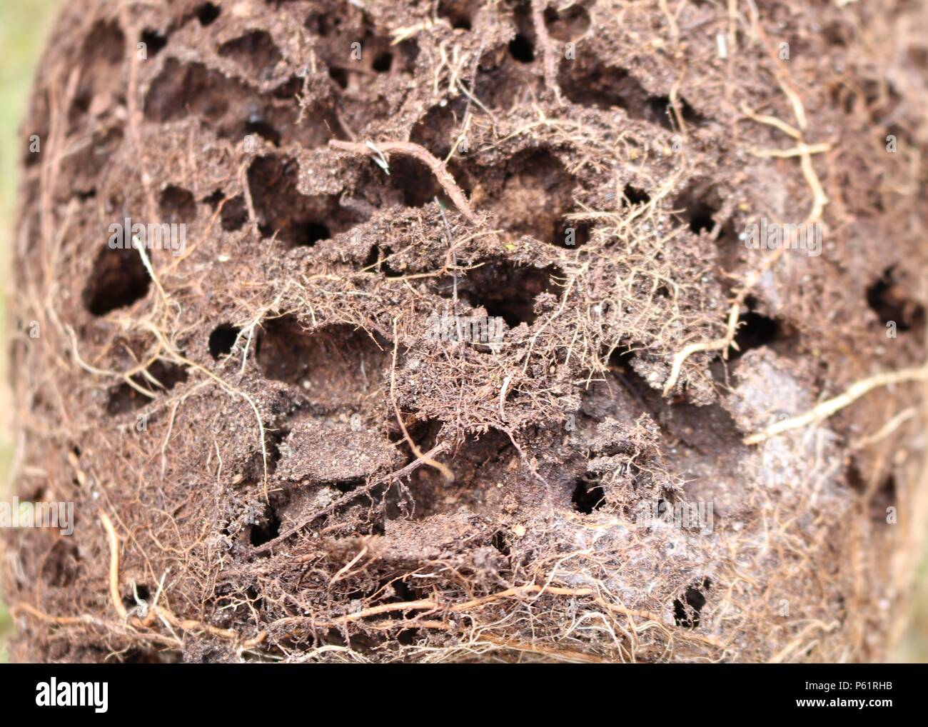 Insect riddled flower pot Stock Photo - Alamy