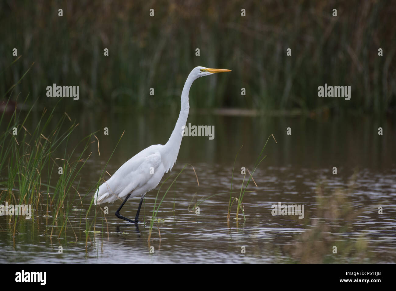 Long Necked Water Bird