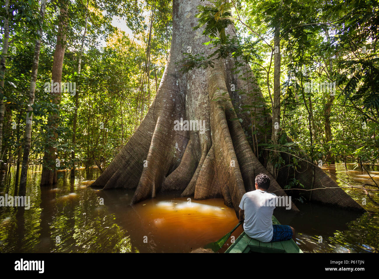 A Sumauma tree (Ceiba pentandra) with more than 40 meters of height ...