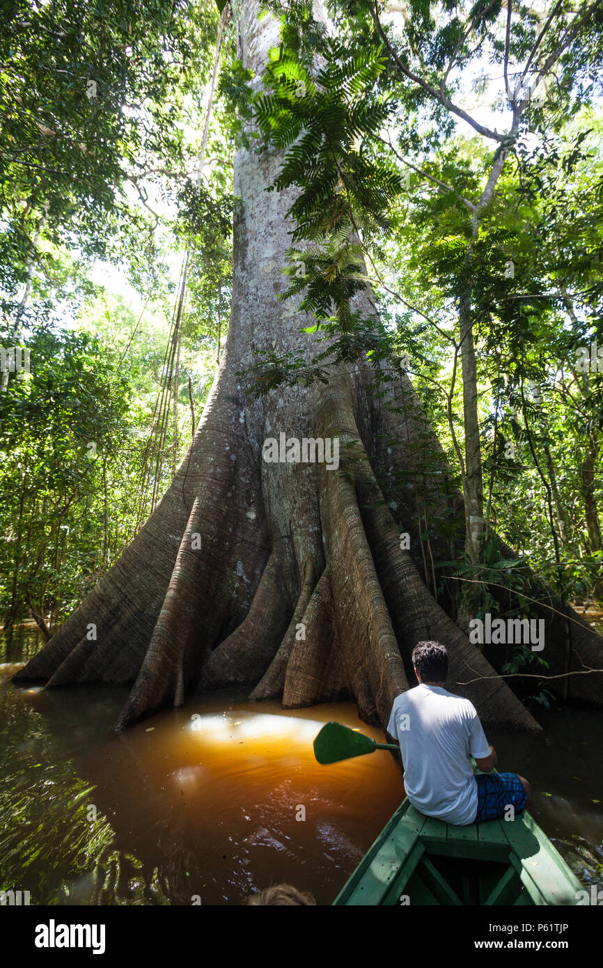 A Sumauma tree (Ceiba pentandra) with more than 40 meters of height ...