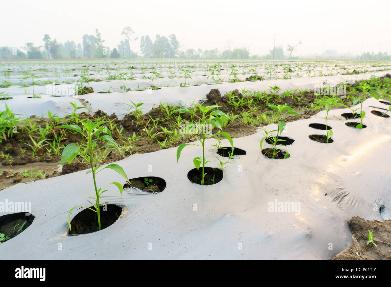 Planting crops with mulching, planting chillies, chilli trees in the ...