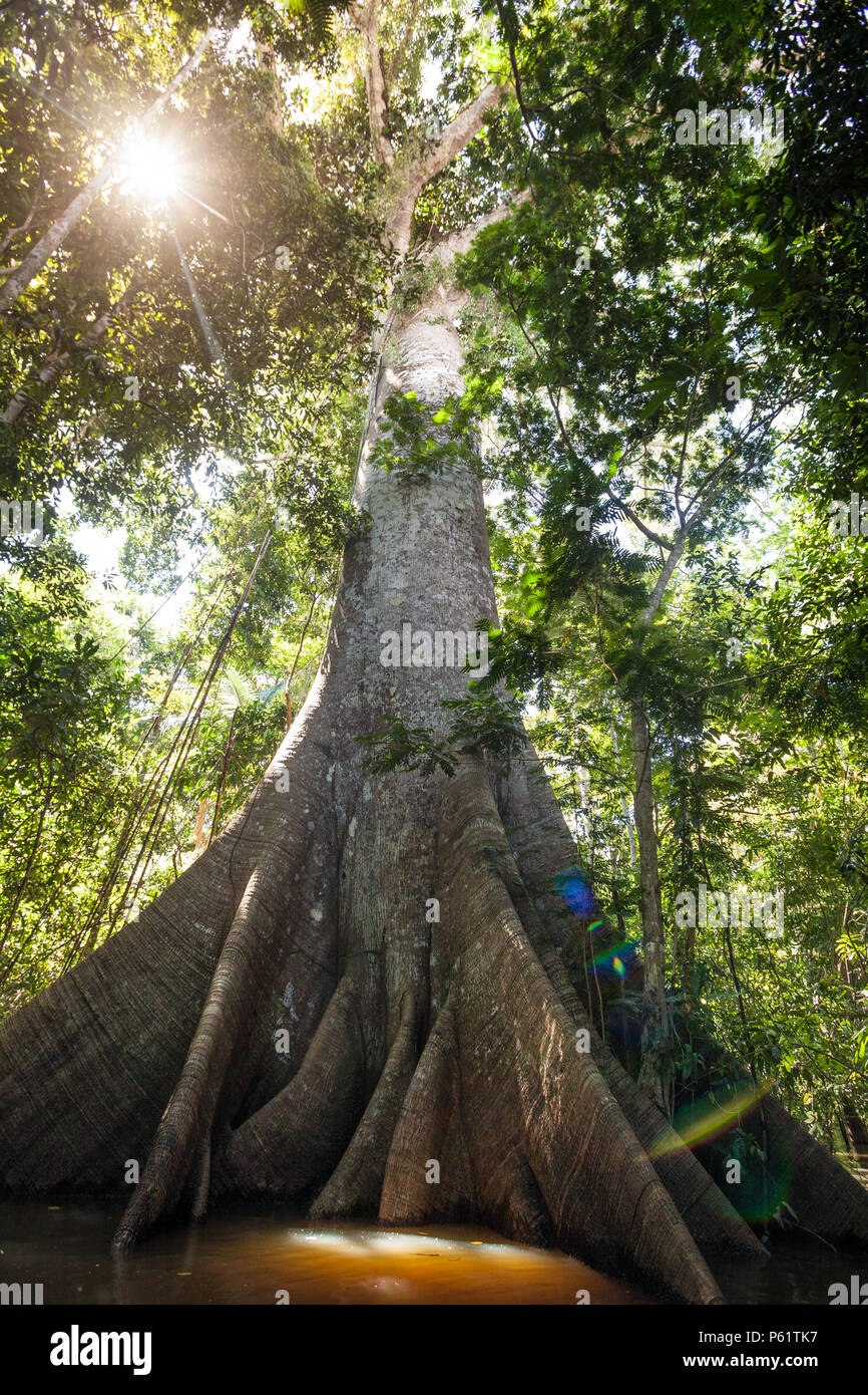 A Sumauma tree (Ceiba pentandra) with more than 40 meters of height ...