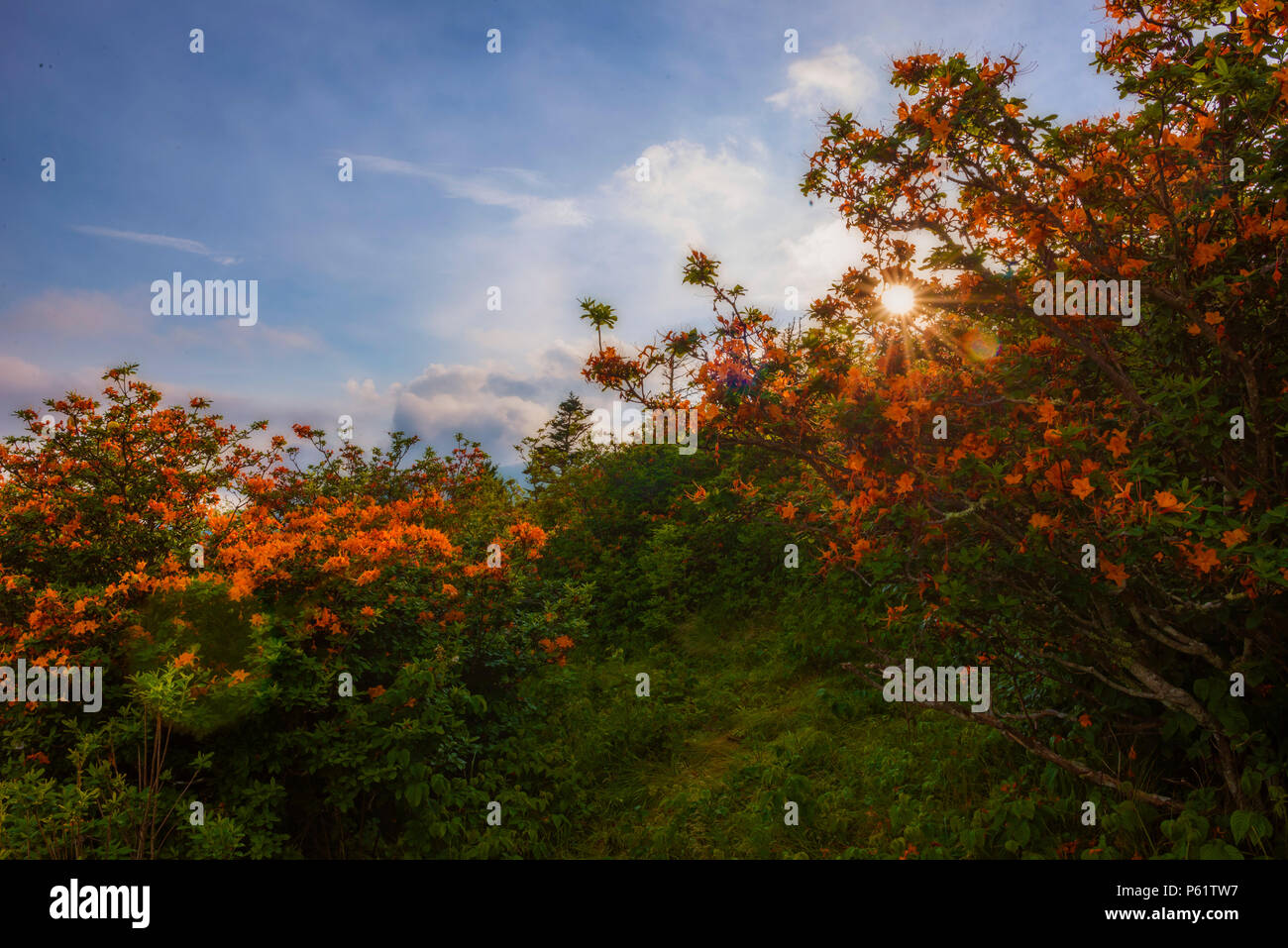 sunset of Roan mountain Stock Photo - Alamy