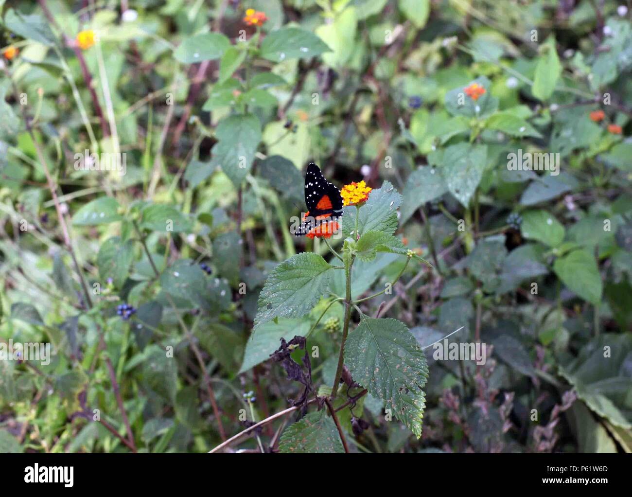 U.S. Army soldiers spots a butterfly while conducting a mountain hike ...