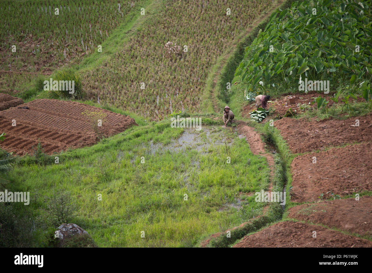 Farming in Madagascar Stock Photo - Alamy