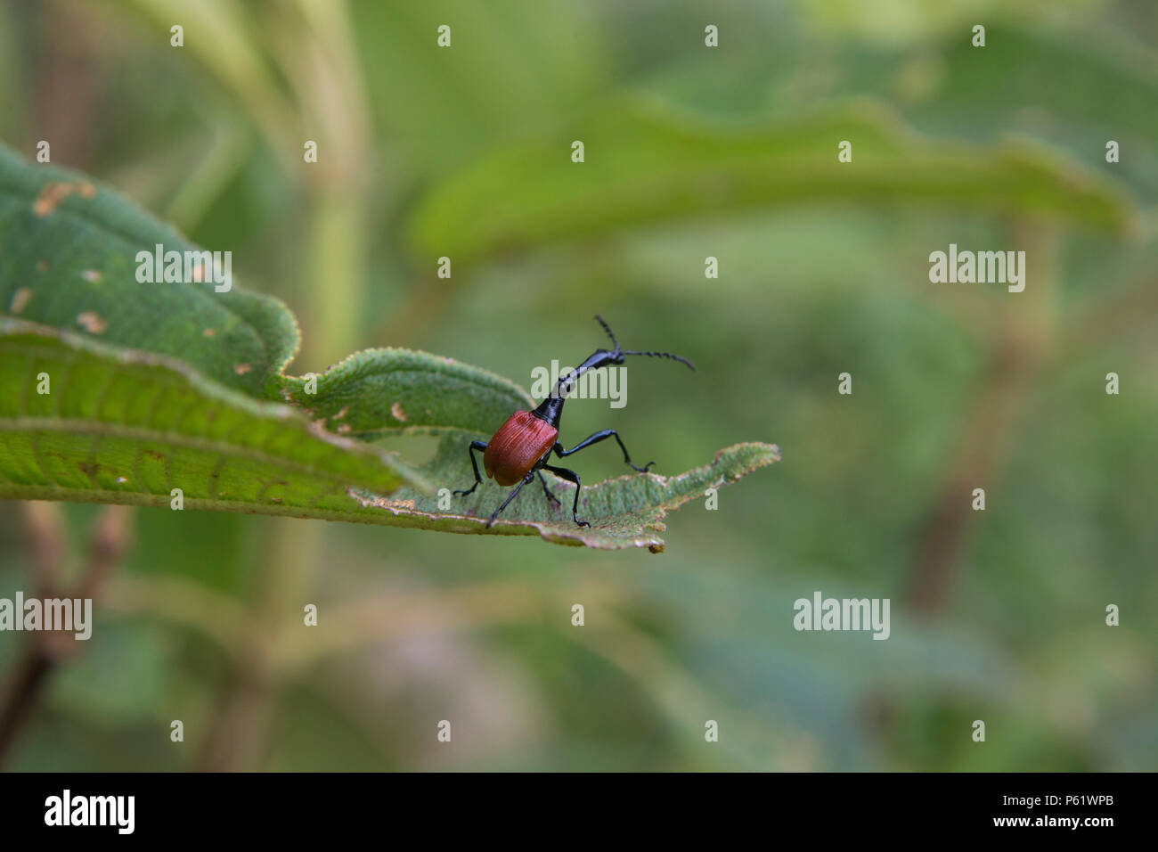 Madagascar giraffe weevil hi-res stock photography and images - Alamy