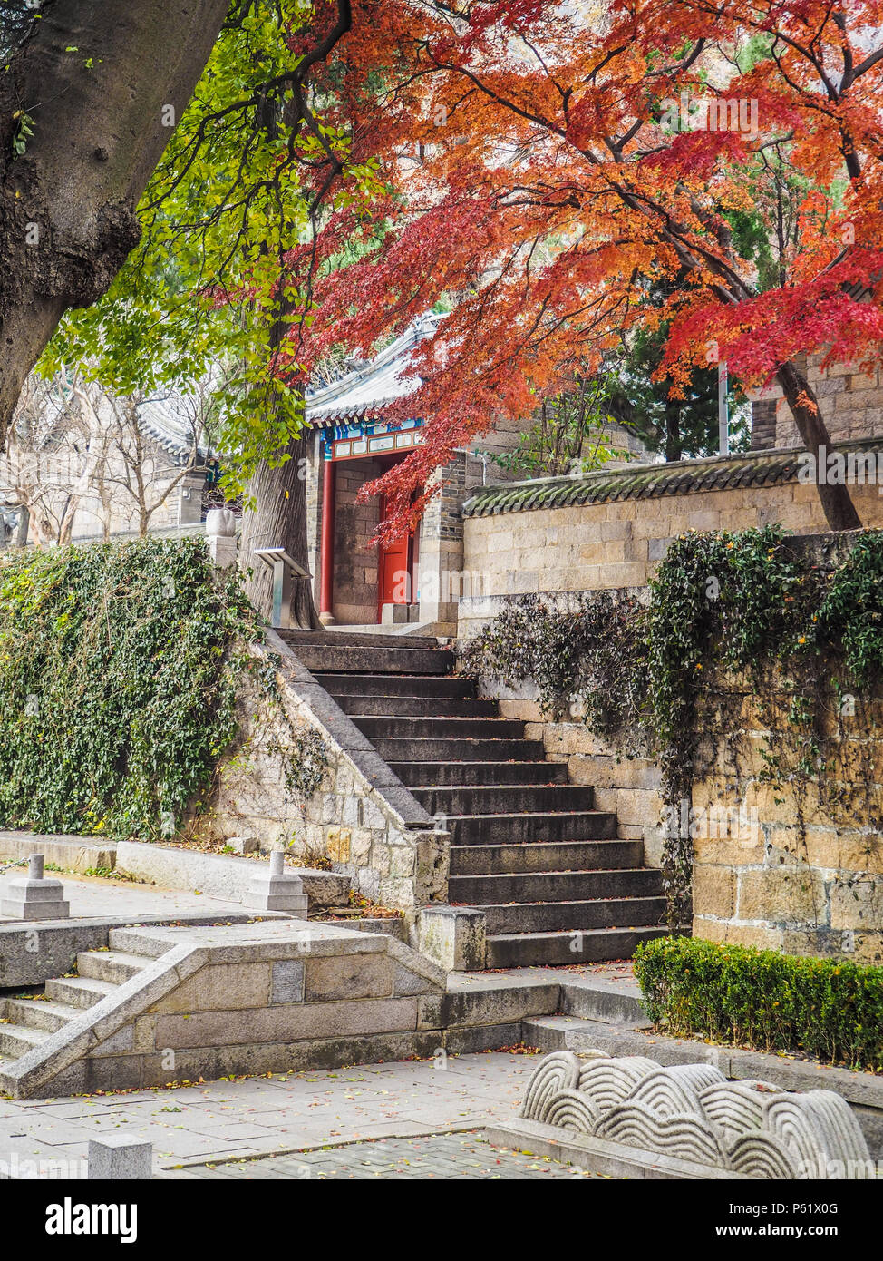 Sacred Trees On The Grounds Of Taiqing Gong Temple