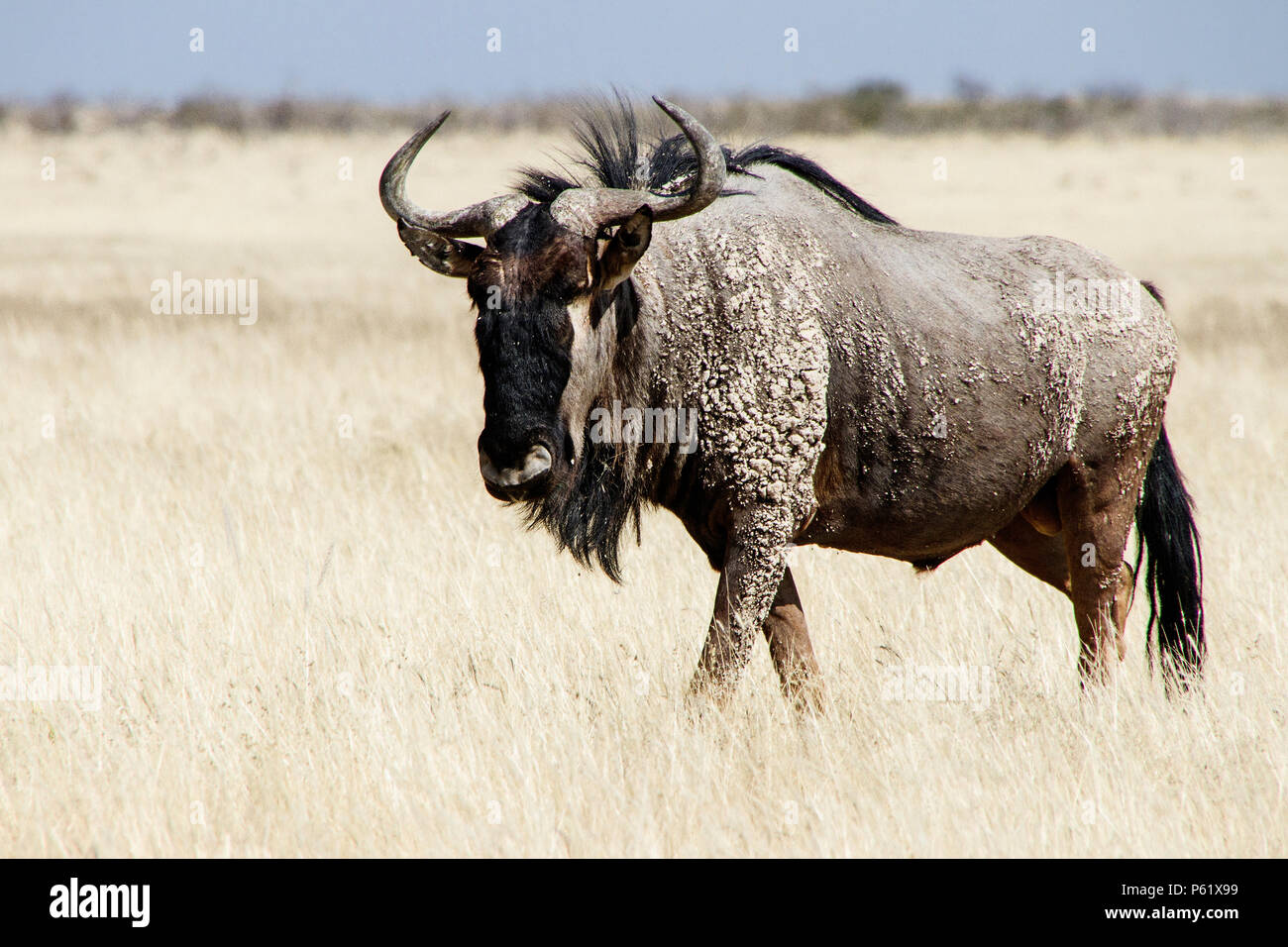 Lone, Mud-caked Blue Wildebeest bull in Etosha savanna grassland Stock ...