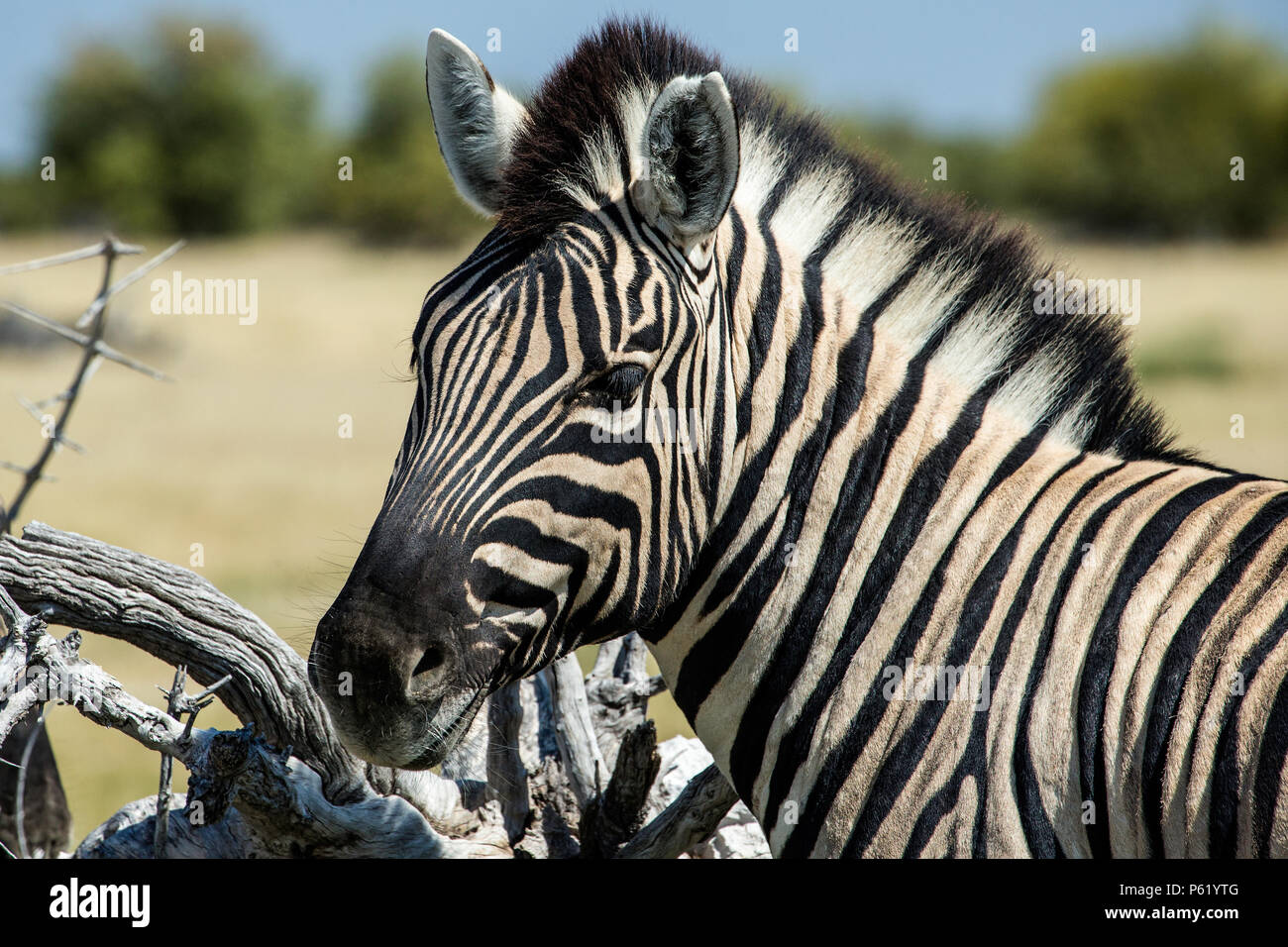 Dead Zebra High Resolution Stock Photography and Images - Alamy