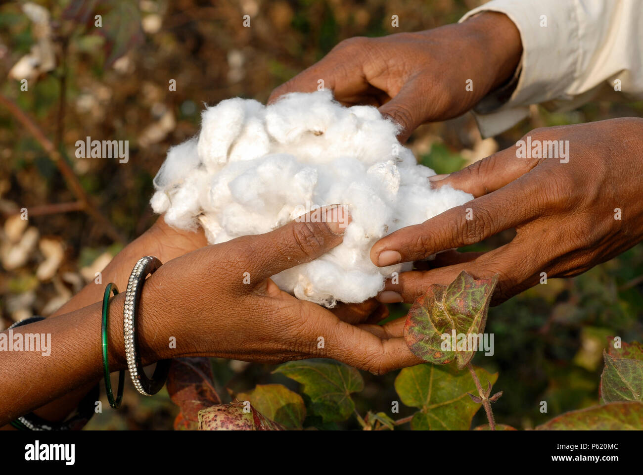 Hand picking cotton hi-res stock photography and images - Alamy