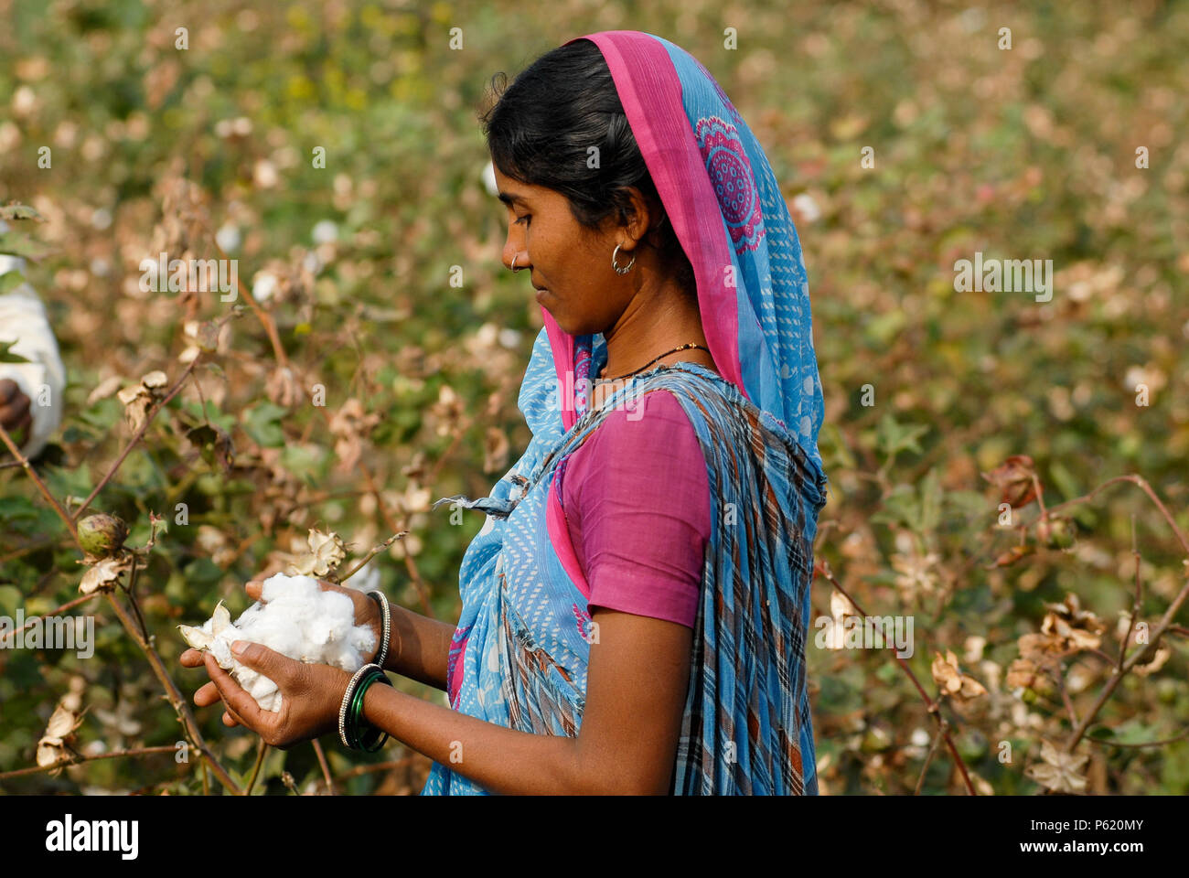 Hand picking cotton hi-res stock photography and images - Alamy