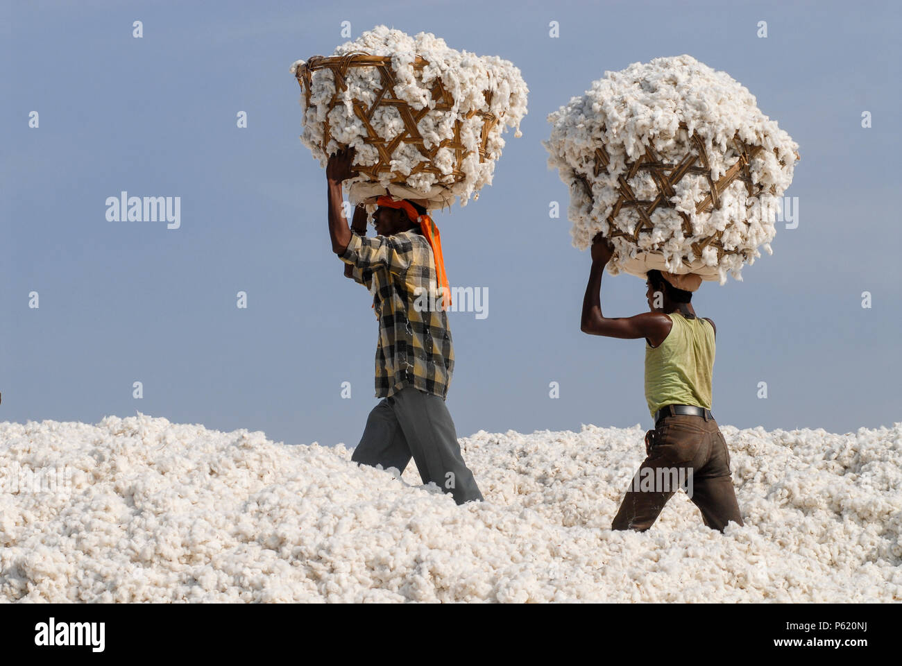 INDIA Madhya Pradesh , organic cotton project in Kasrawad , storage for ...